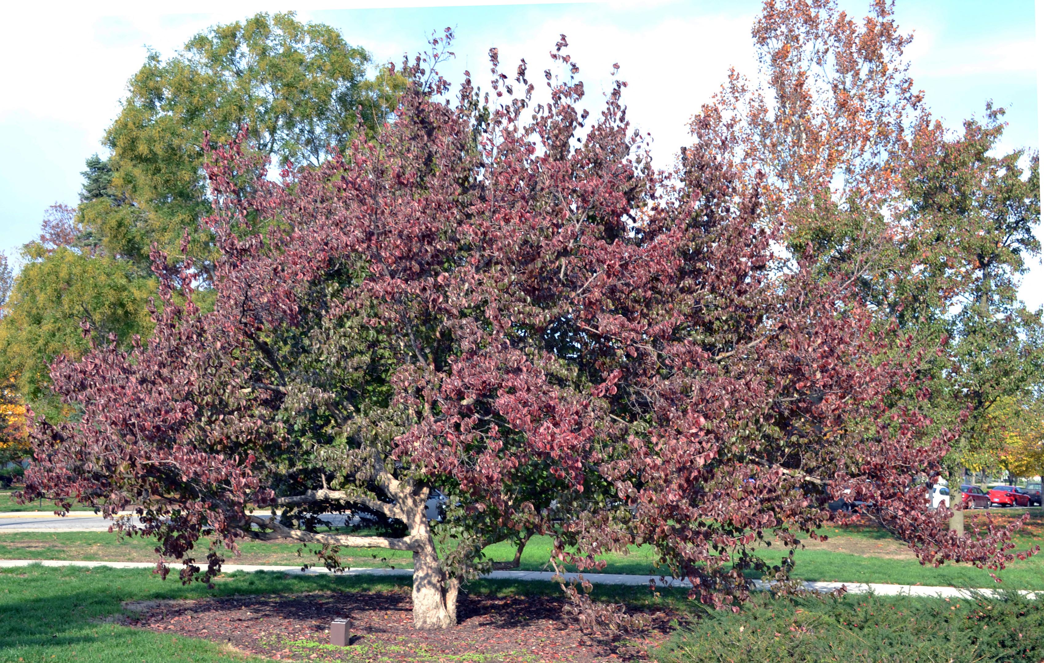 Cornus officinalis – Purdue Arboretum Explorer