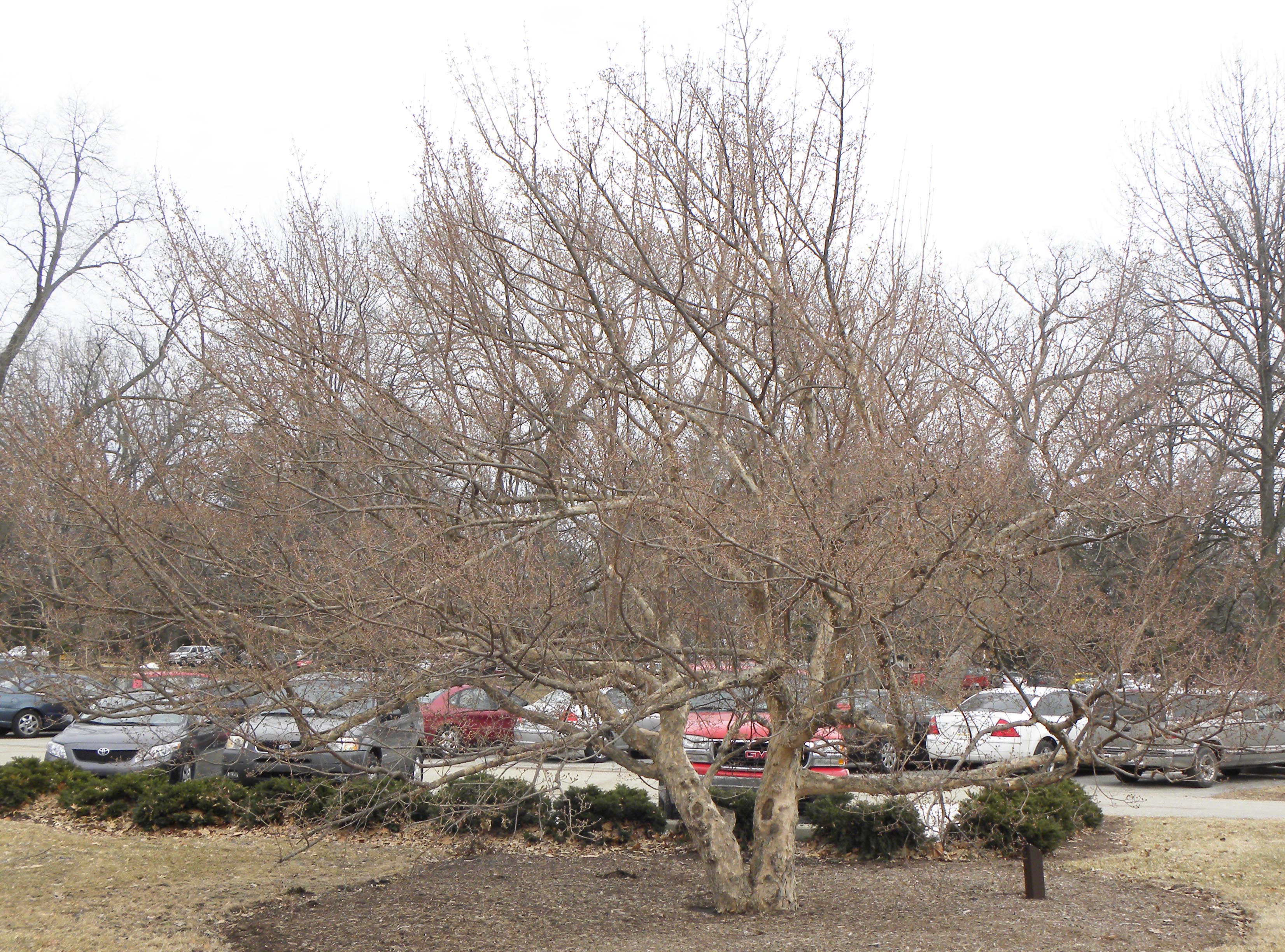 Cornus officinalis – Purdue Arboretum Explorer
