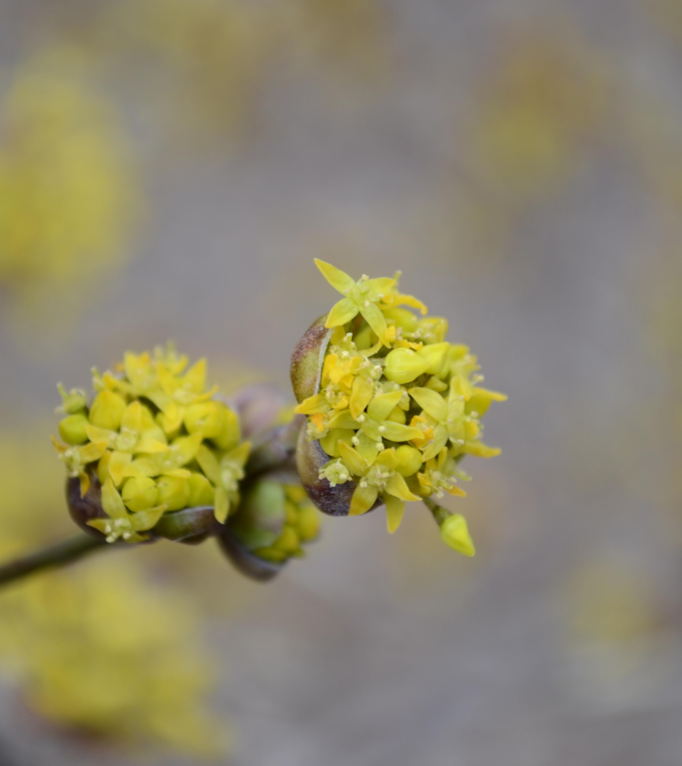 Cornus officinalis – Purdue Arboretum Explorer