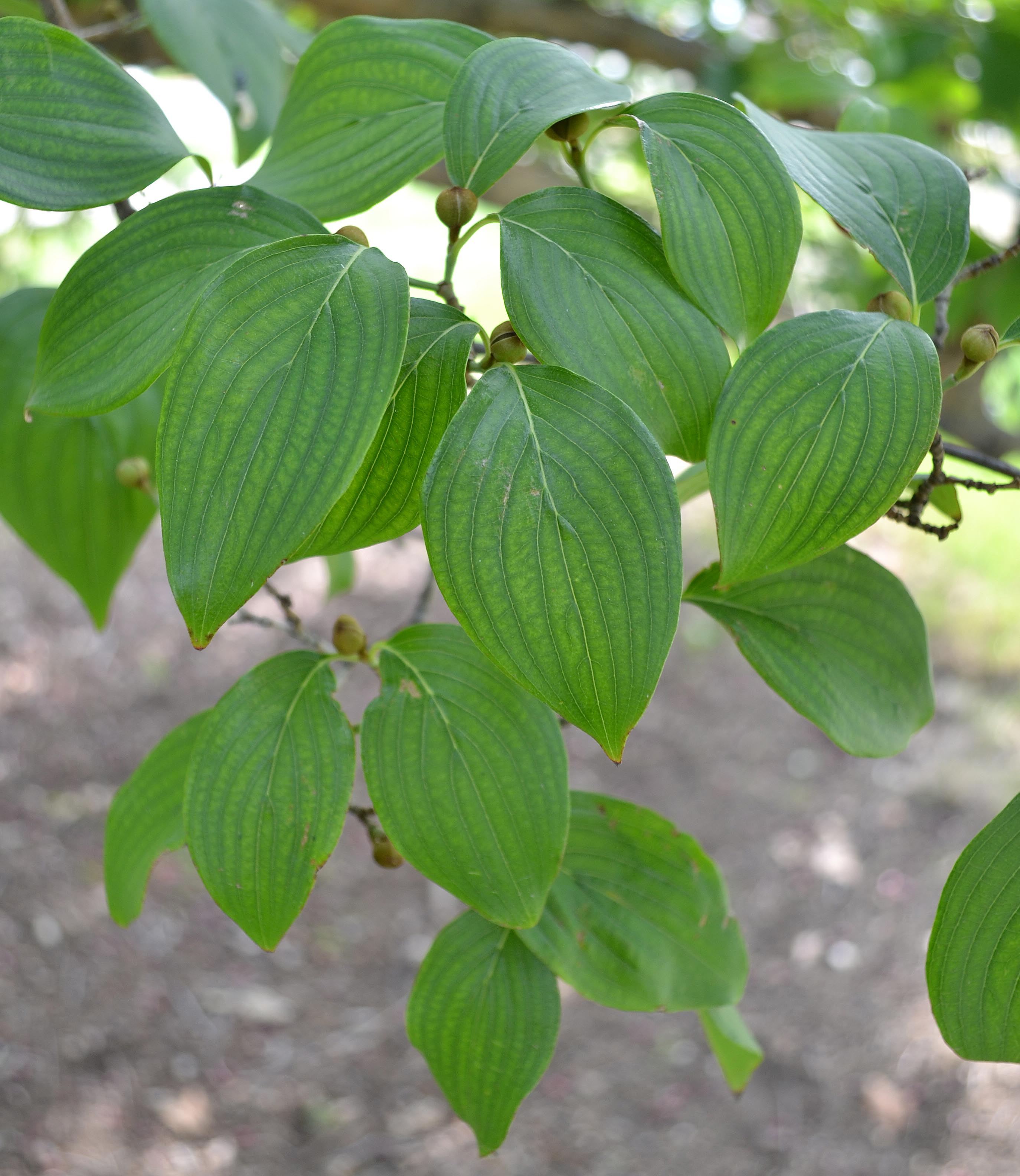 Cornus officinalis – Purdue Arboretum Explorer