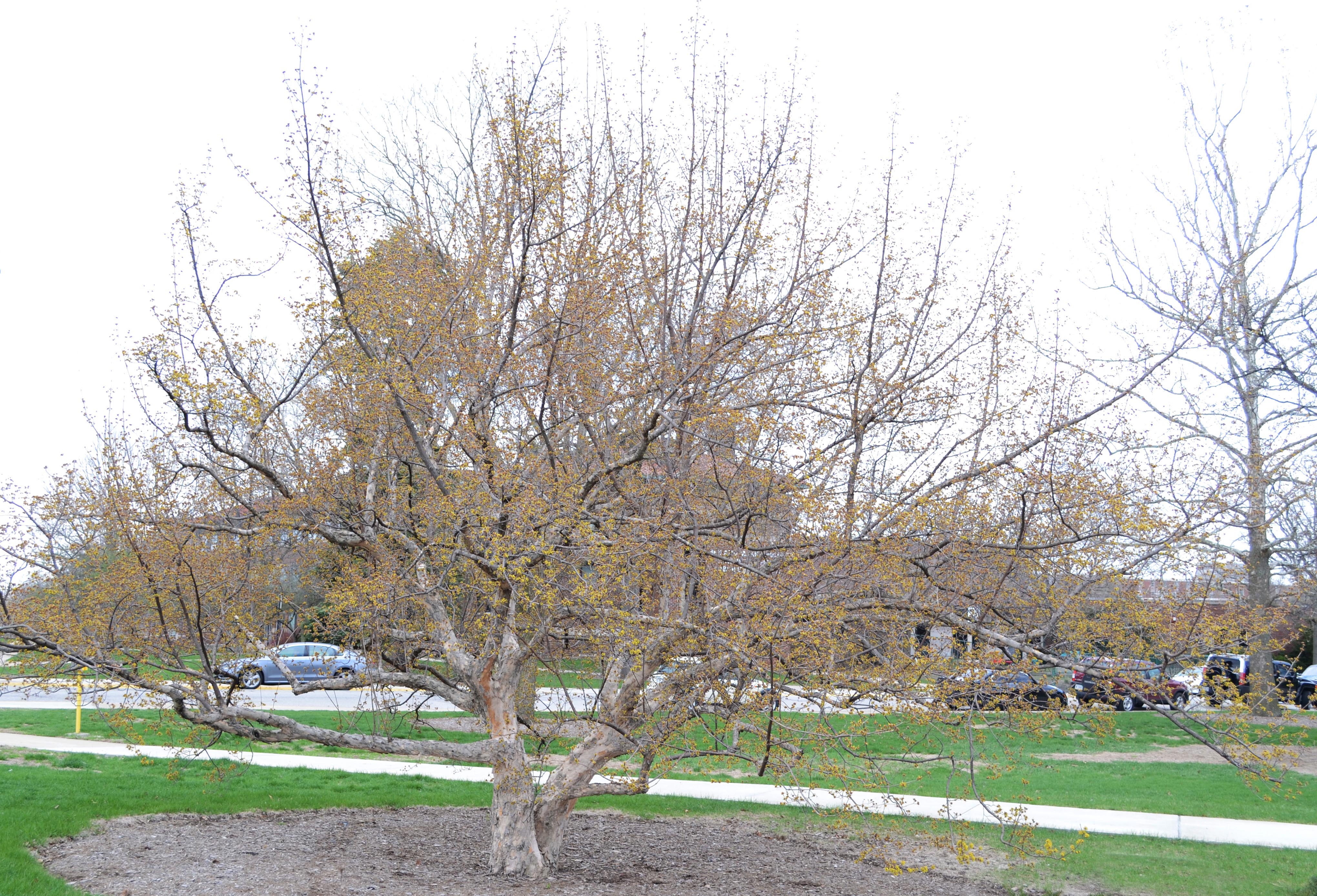 Cornus officinalis – Purdue Arboretum Explorer