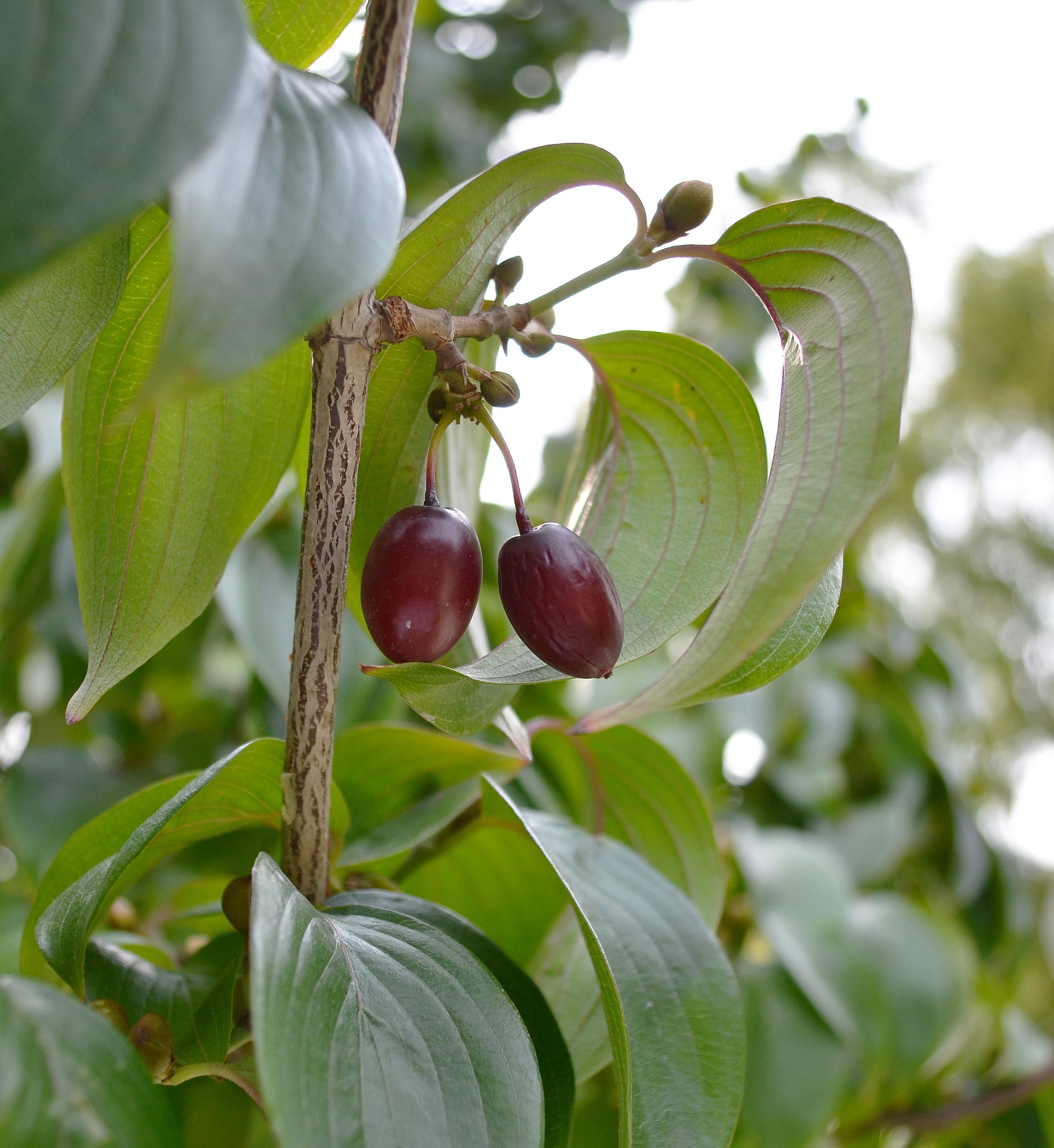 Cornus officinalis – Purdue Arboretum Explorer