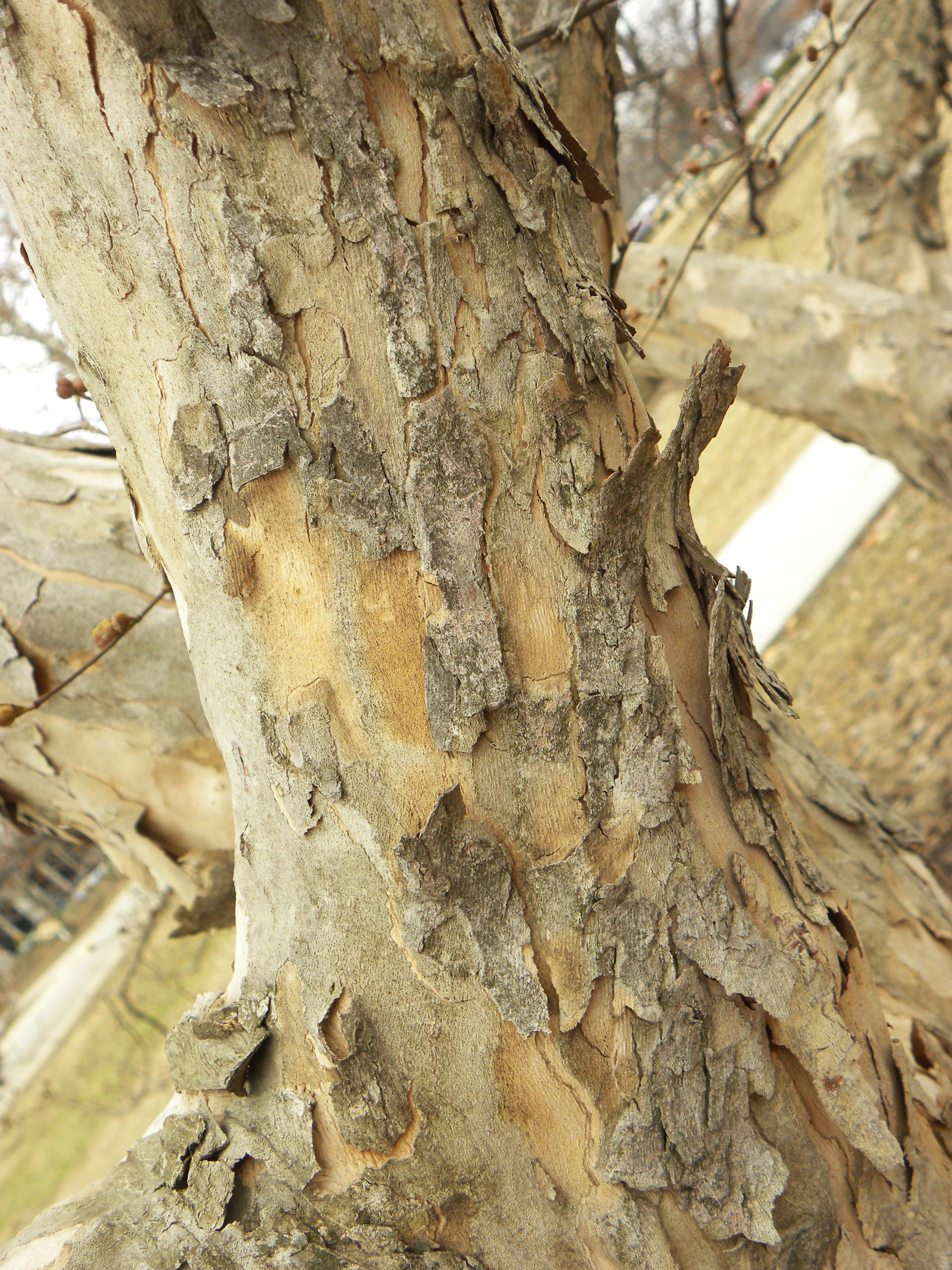 Cornus officinalis – Purdue Arboretum Explorer