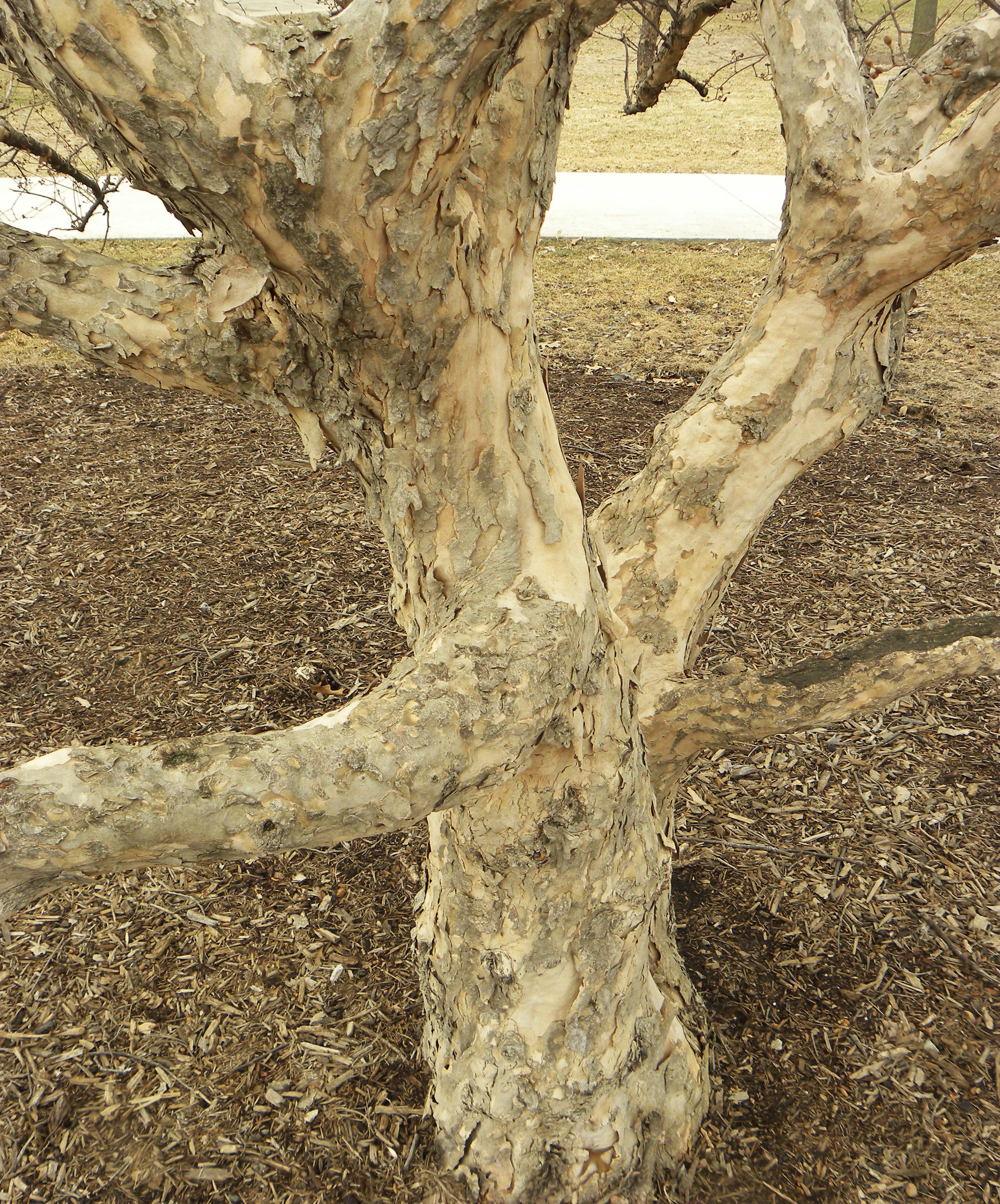 Cornus officinalis – Purdue Arboretum Explorer