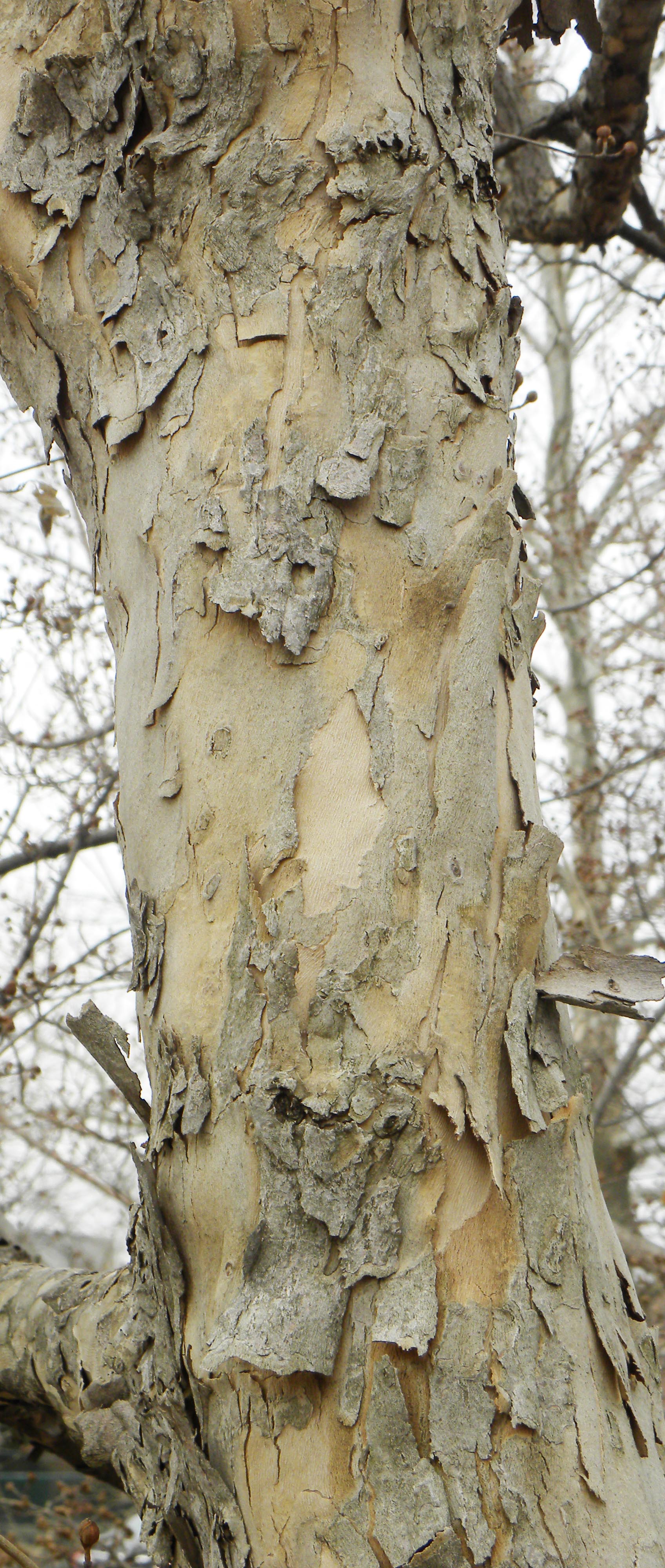 Cornus officinalis – Purdue Arboretum Explorer