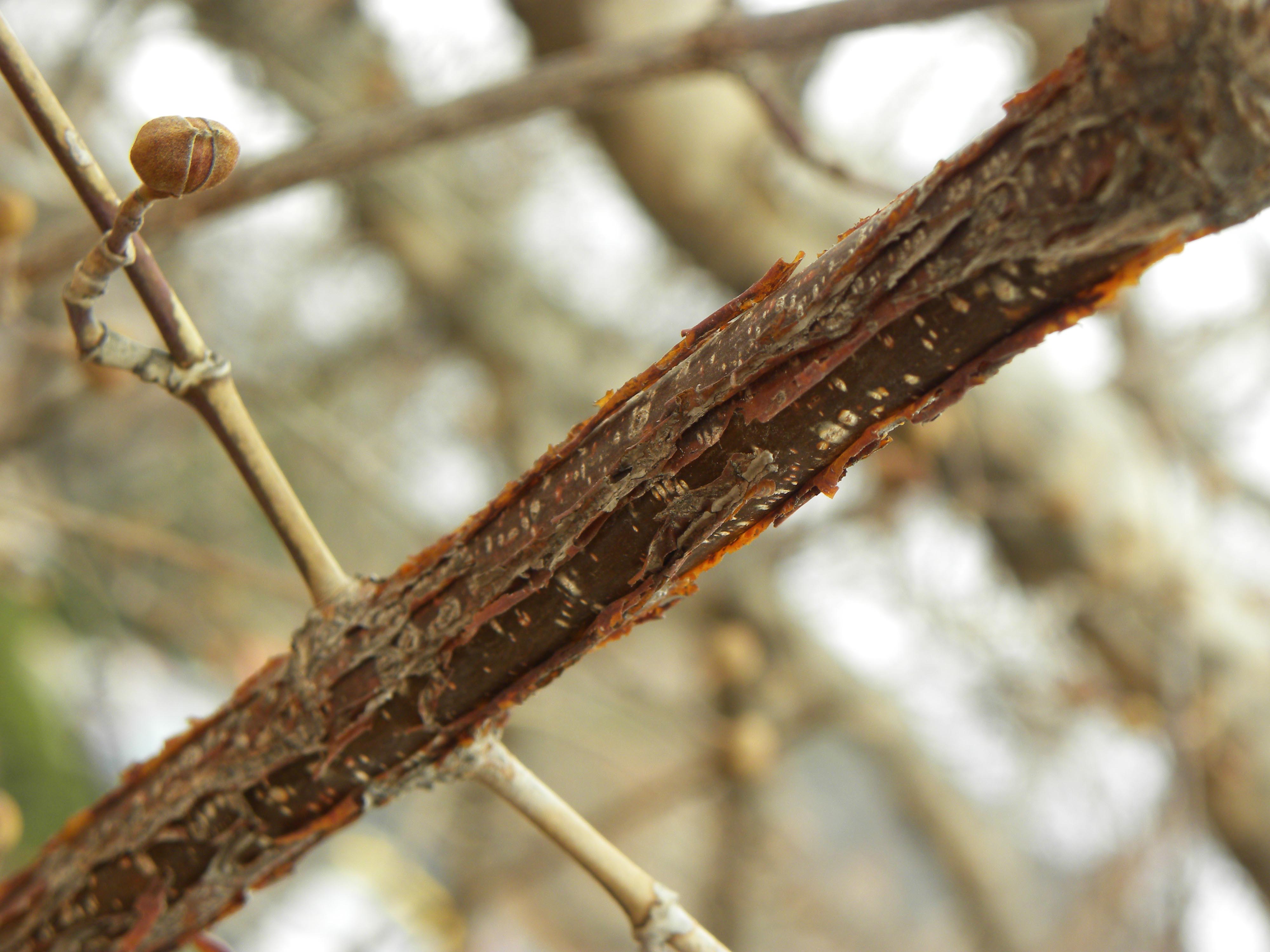 Cornus officinalis – Purdue Arboretum Explorer