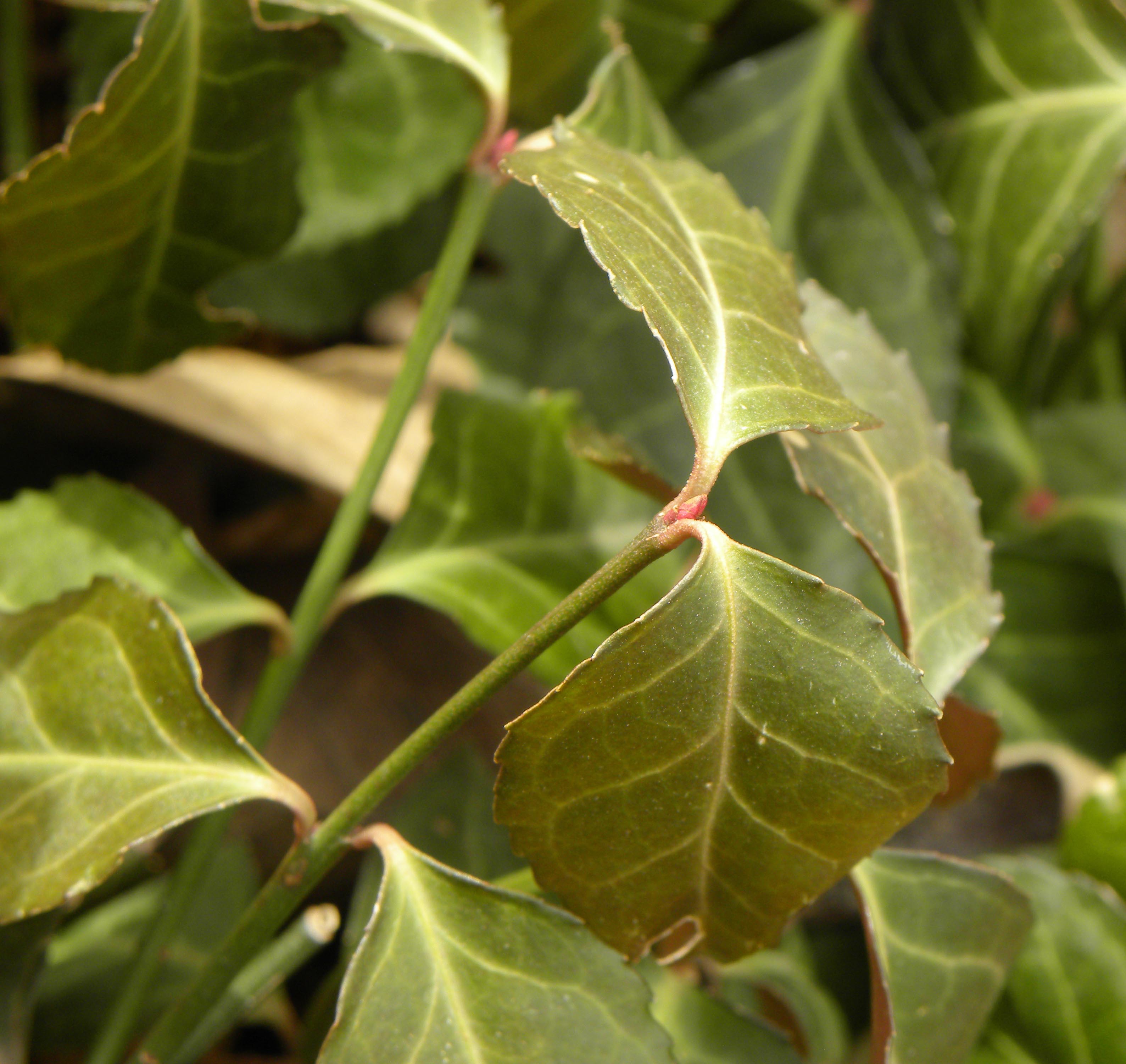 Euonymus fortunei ‘Coloratus’ – Purdue Arboretum Explorer