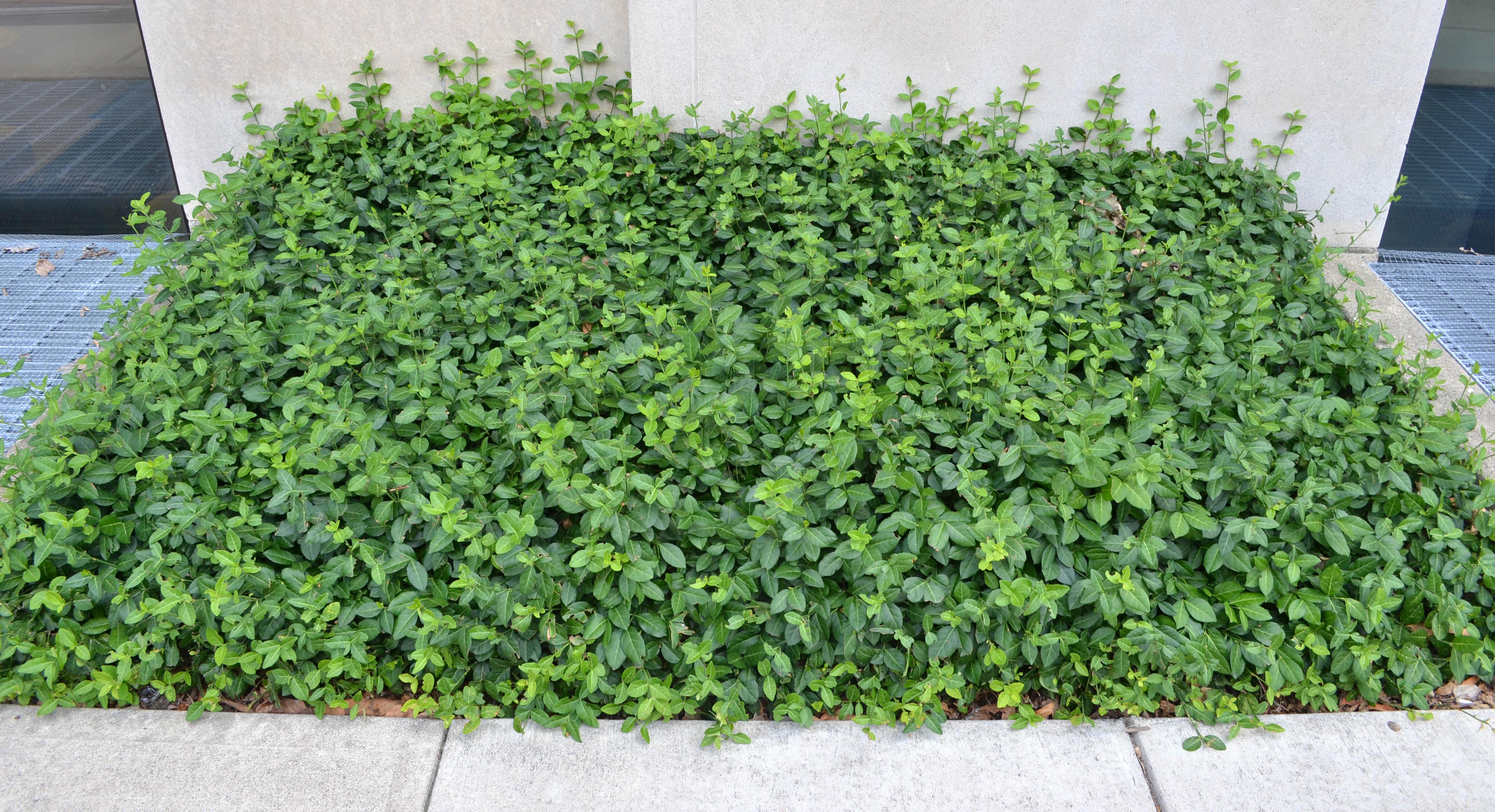 Euonymus fortunei ‘Coloratus’ – Purdue Arboretum Explorer