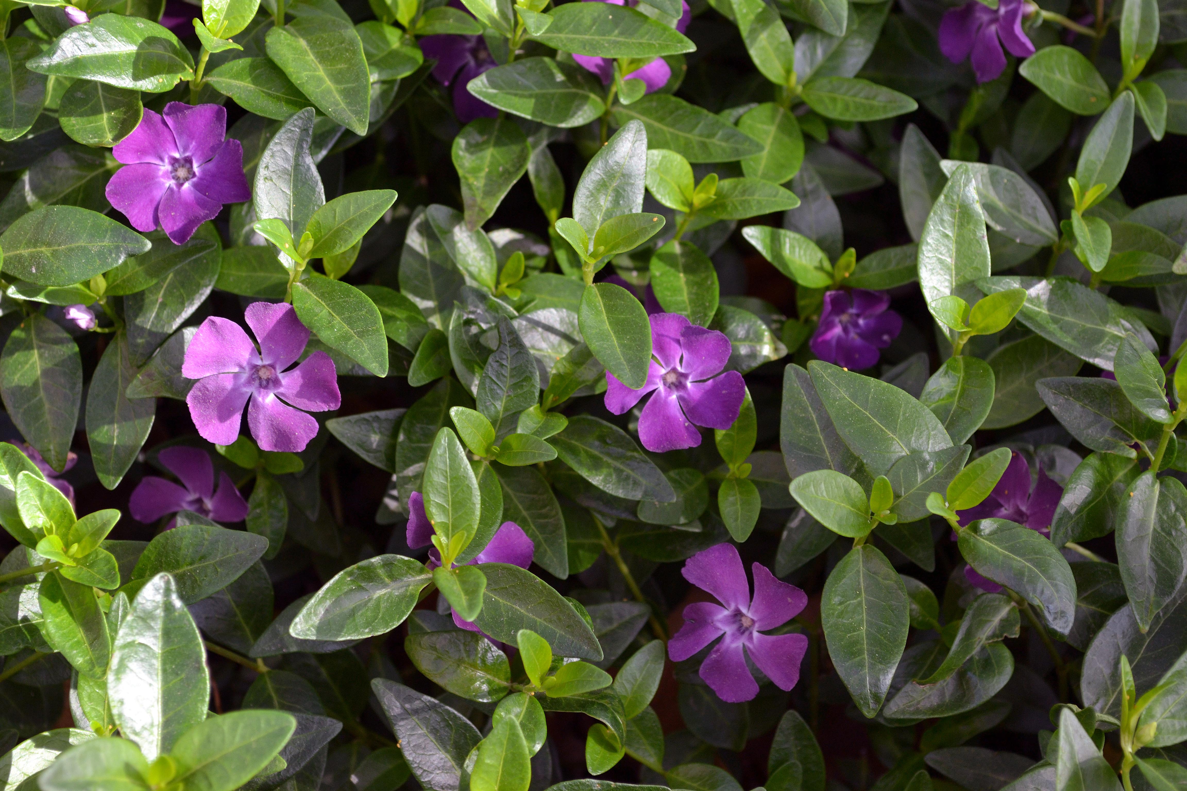 Vinca minor ‘Atropurpurea’ – Purdue Arboretum Explorer