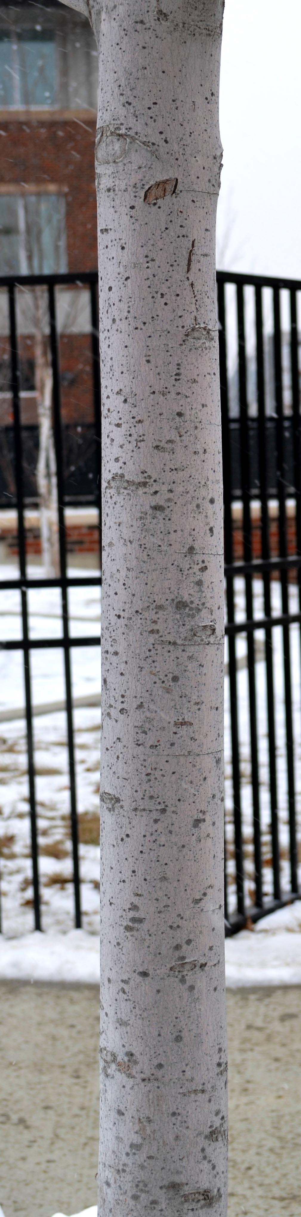 Acer × freemanii – Purdue Arboretum Explorer