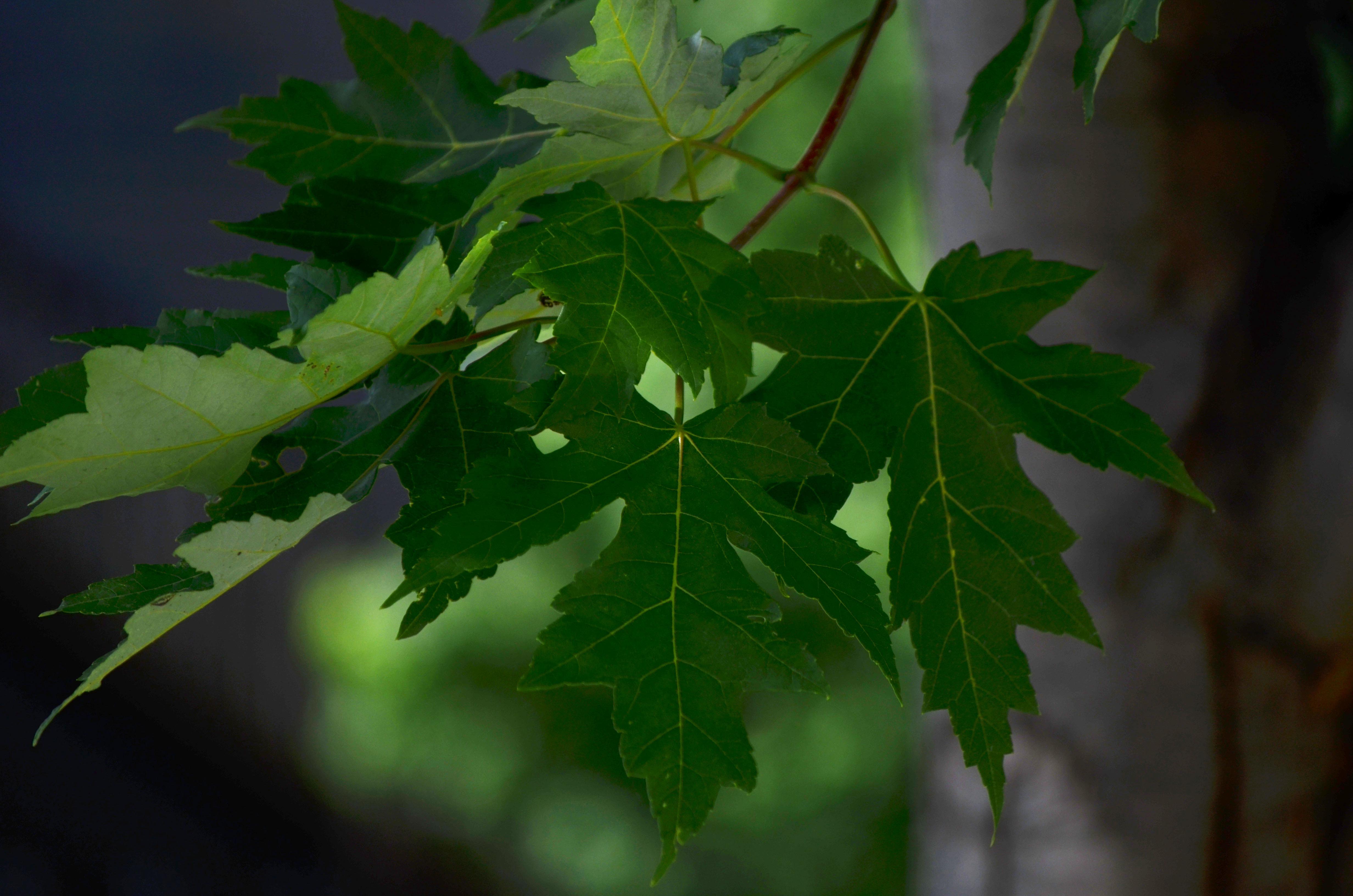 Acer × freemanii – Purdue Arboretum Explorer