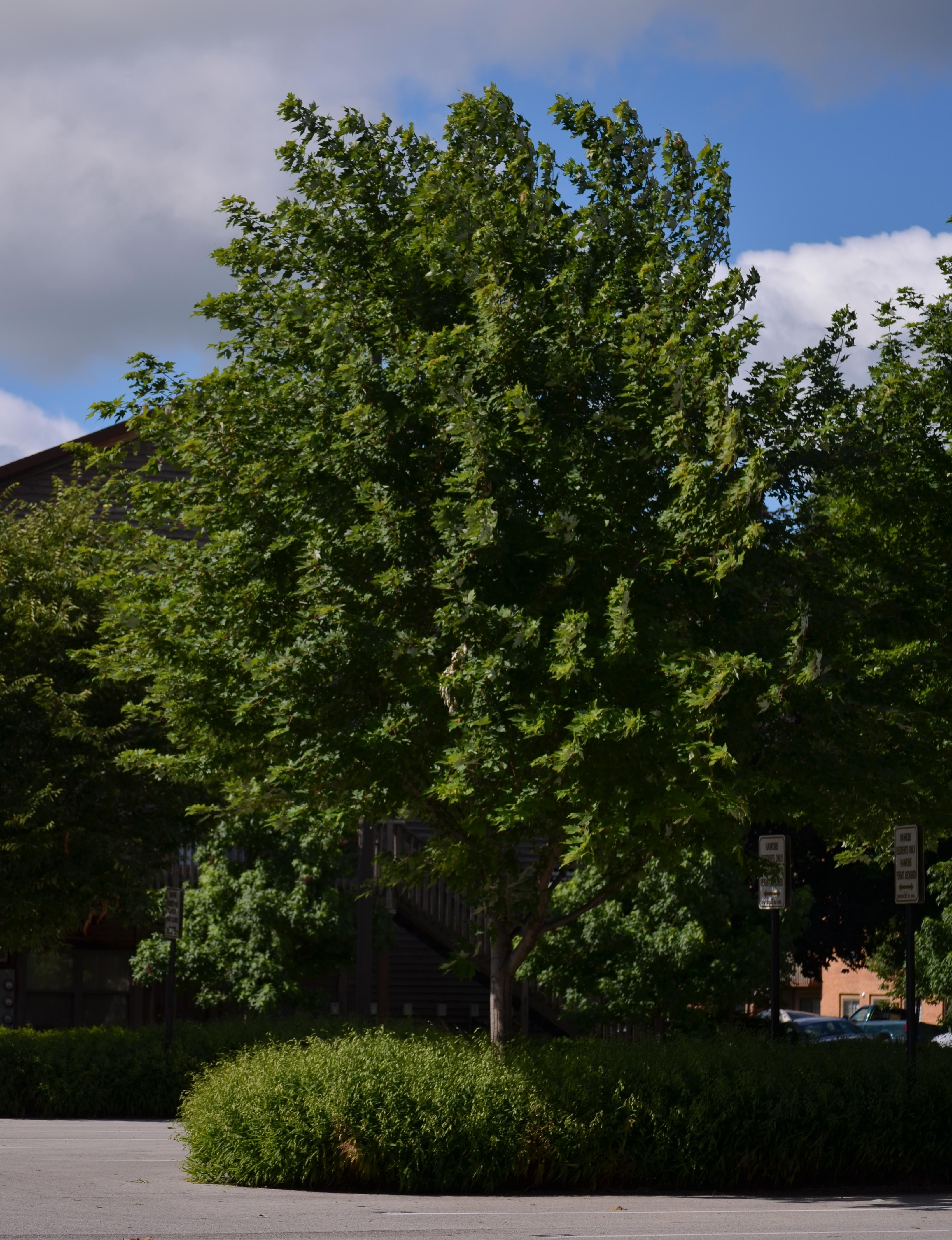 Acer × freemanii – Purdue Arboretum Explorer