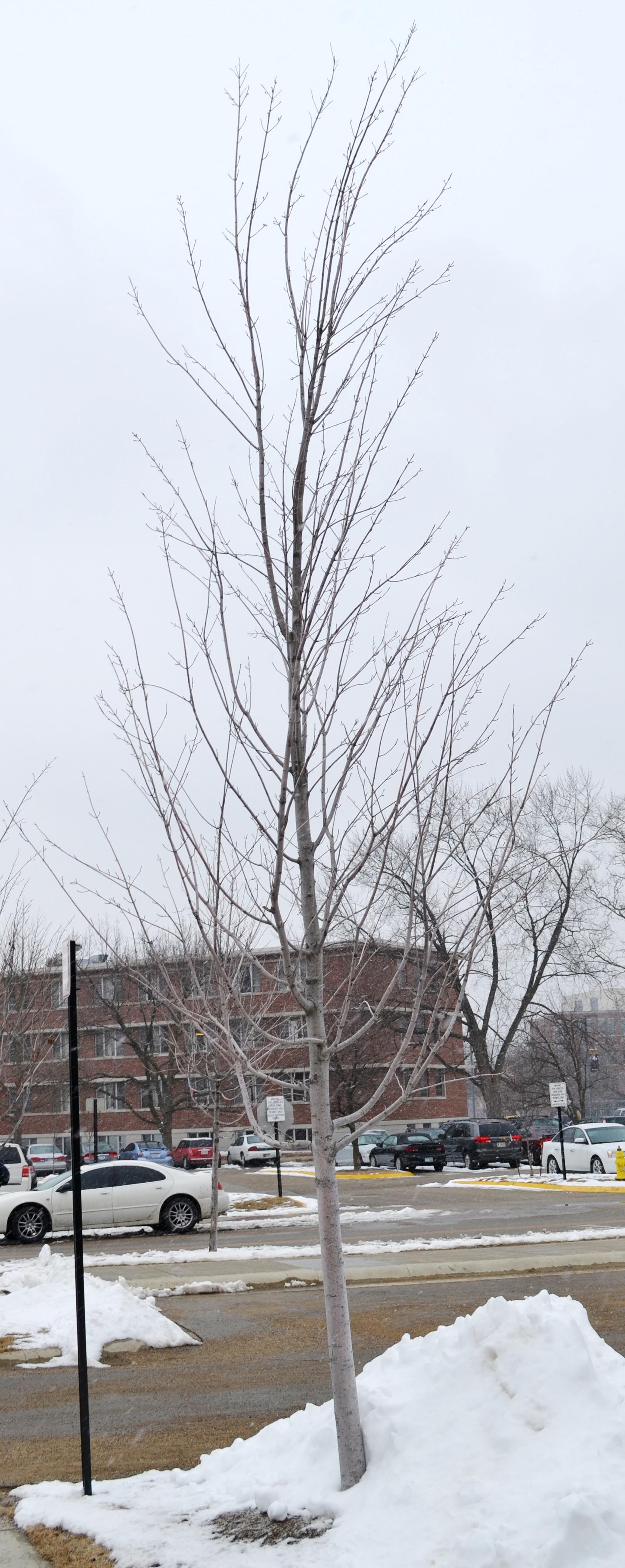 Acer × freemanii – Purdue Arboretum Explorer