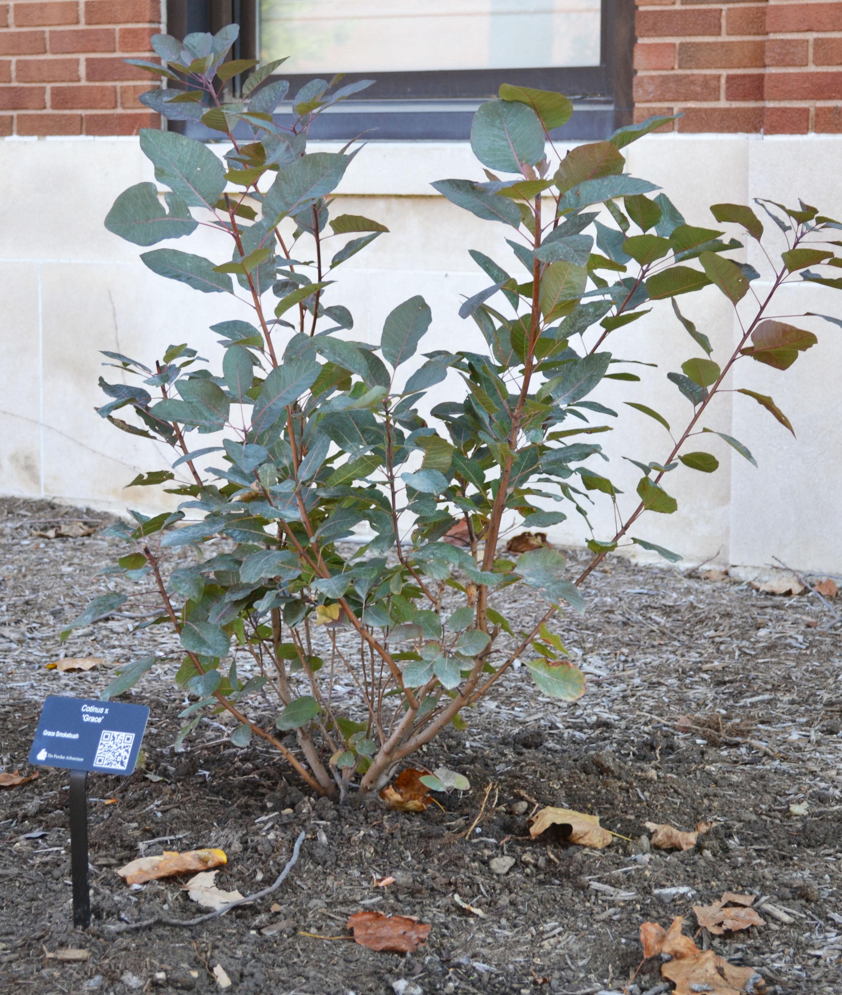 Cotinus × ‘Grace’ – Purdue Arboretum Explorer