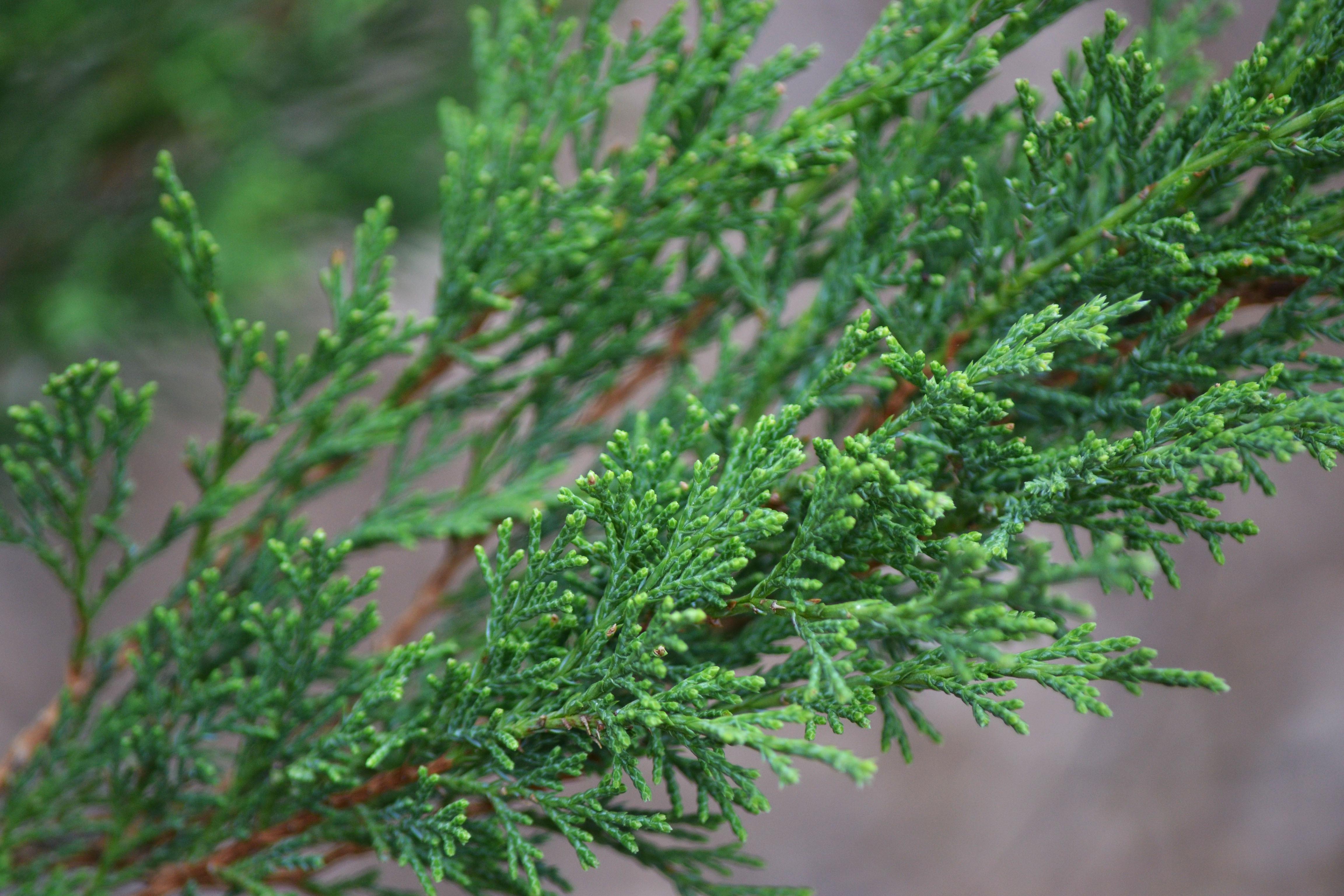 Juniperus sabina ‘Blaue Donau’ [sold as Blue Danube™] – Purdue ...