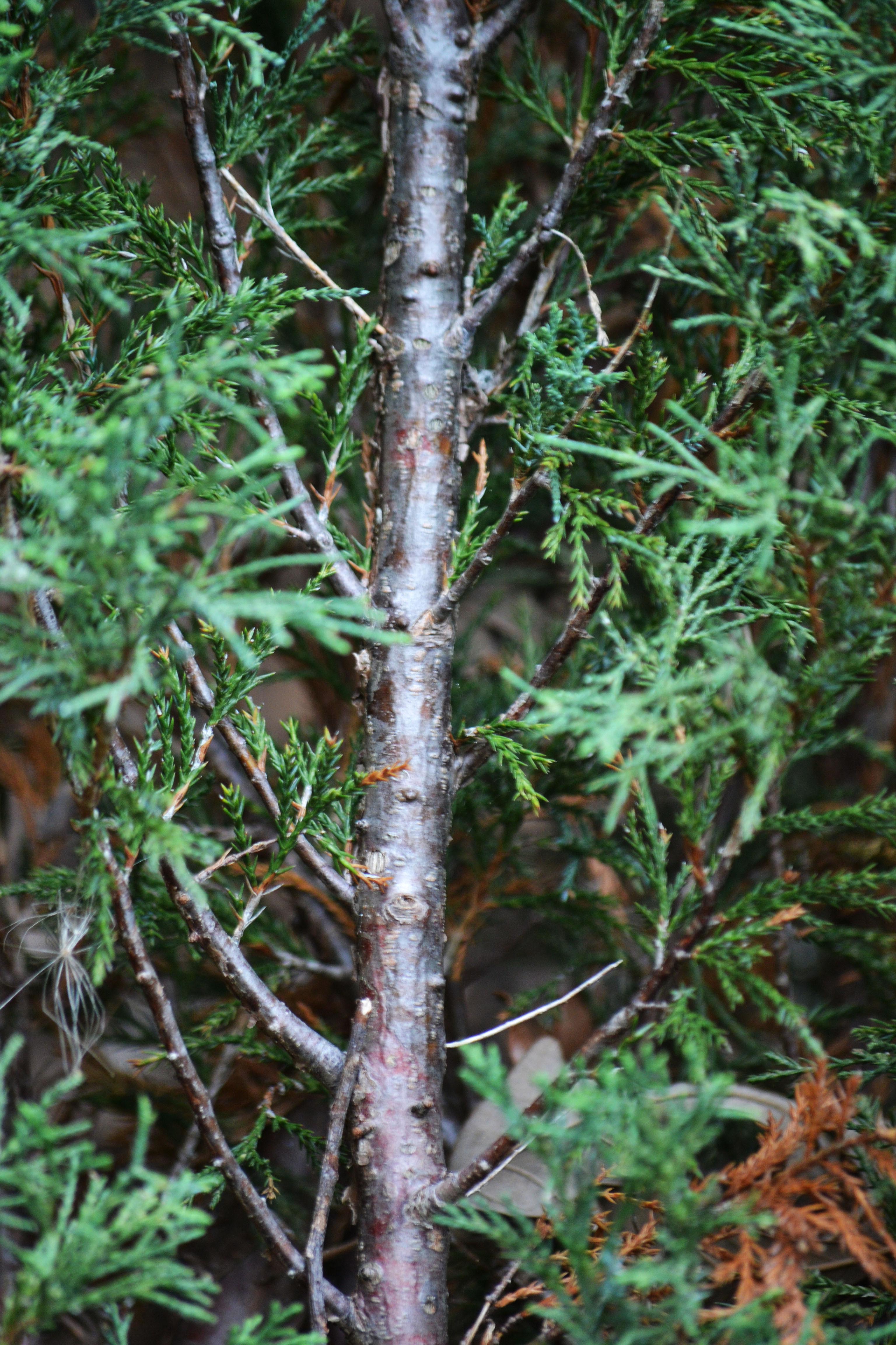 Juniperus sabina ‘Blaue Donau’ [sold as Blue Danube™] – Purdue ...