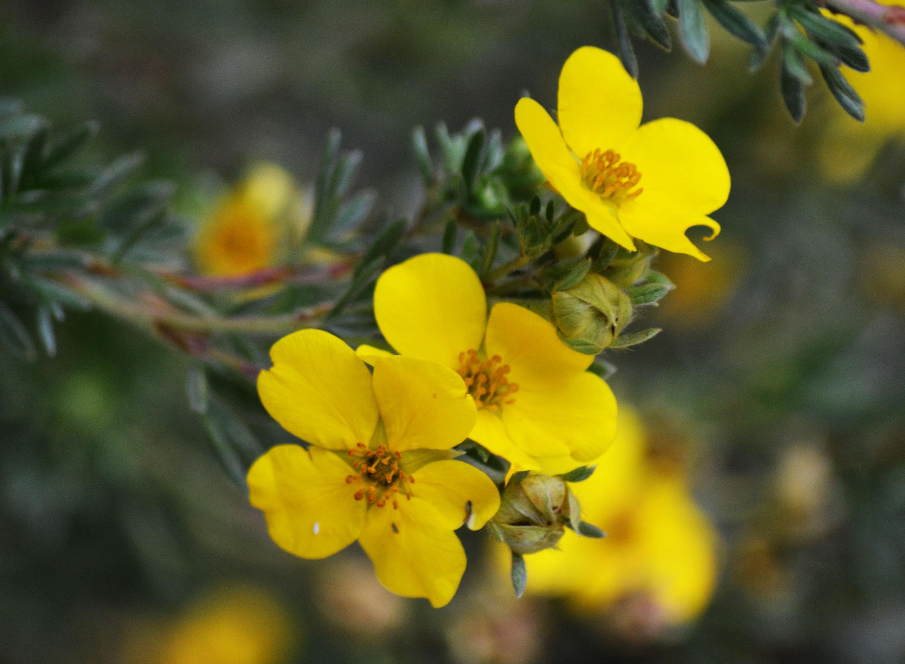 Dasiphora fruticosa ‘Yellow Bird’ – Purdue Arboretum Explorer