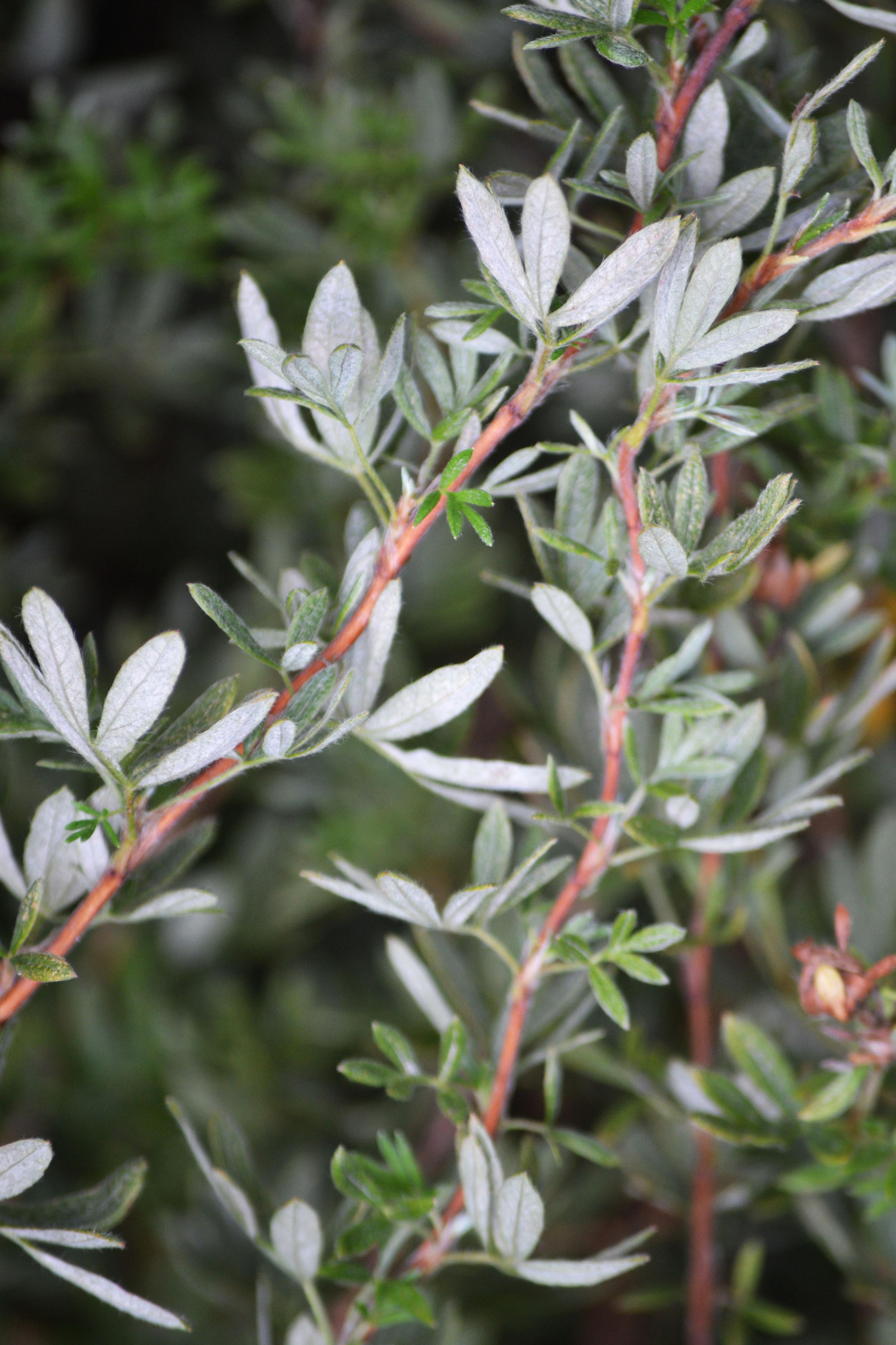 Dasiphora fruticosa ‘Yellow Bird’ – Purdue Arboretum Explorer