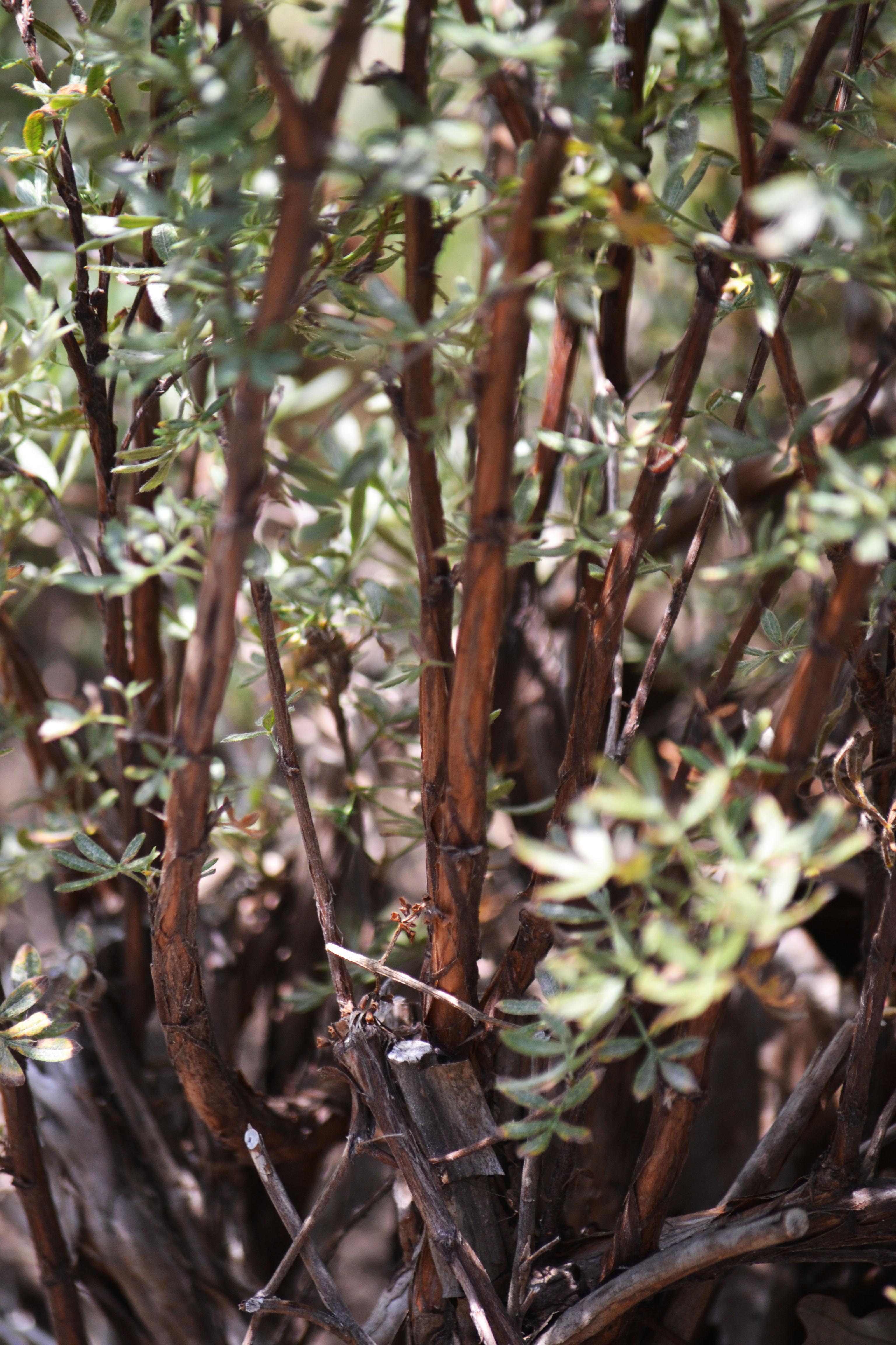 Dasiphora fruticosa ‘Yellow Bird’ – Purdue Arboretum Explorer