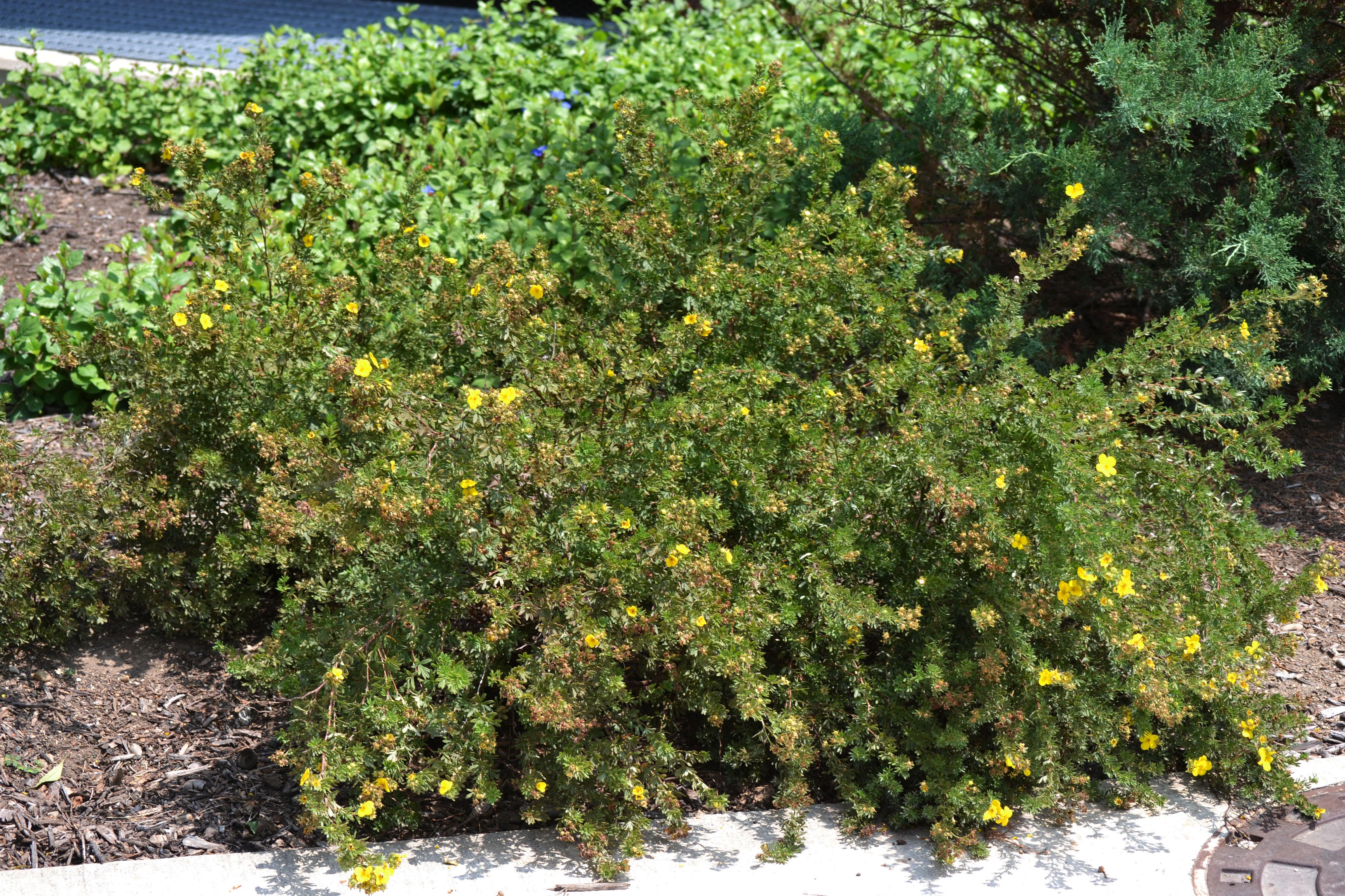 Dasiphora fruticosa ‘Yellow Bird’ – Purdue Arboretum Explorer