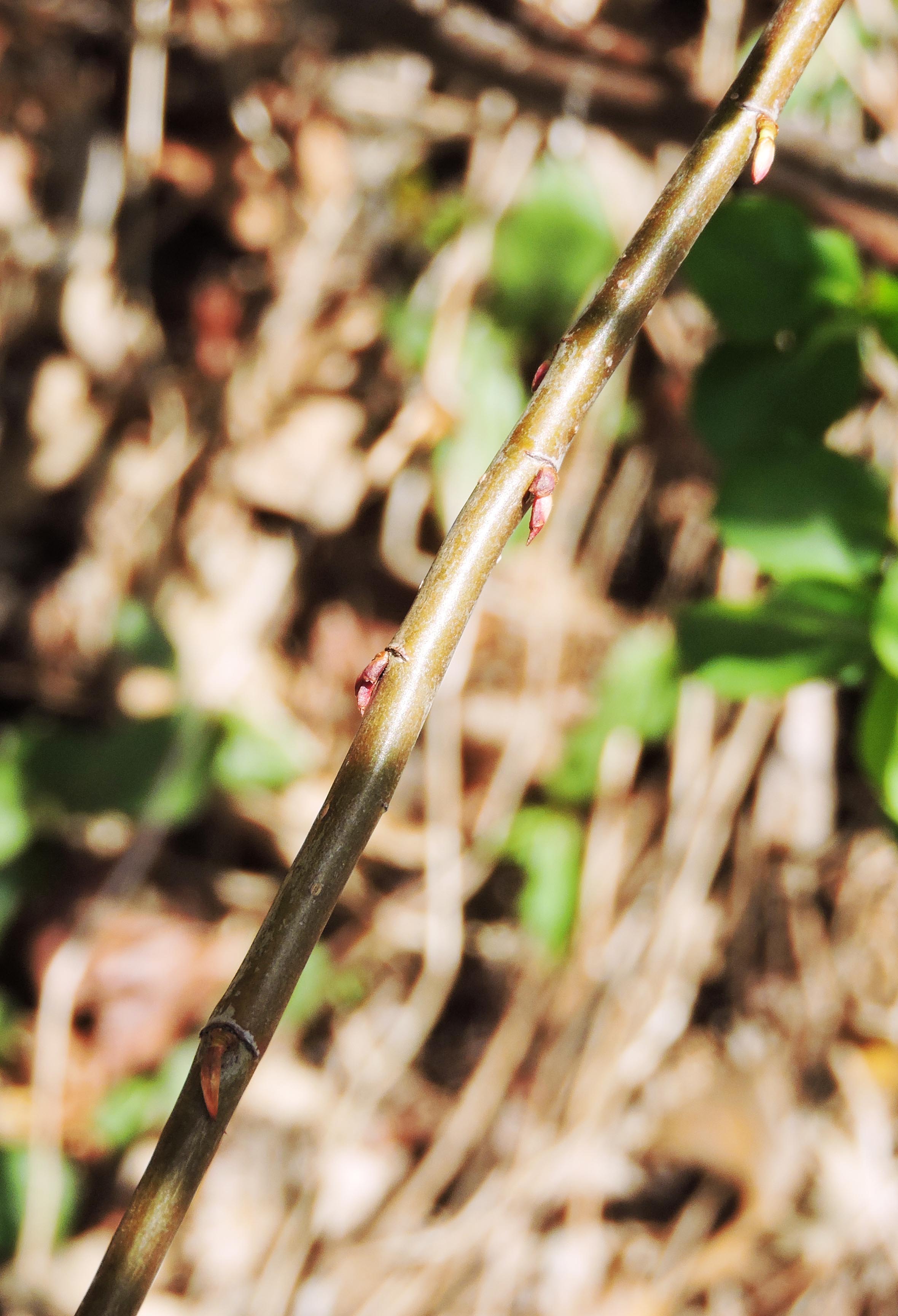 Aronia melanocarpa ‘Autumn Magic’ – Purdue Arboretum Explorer