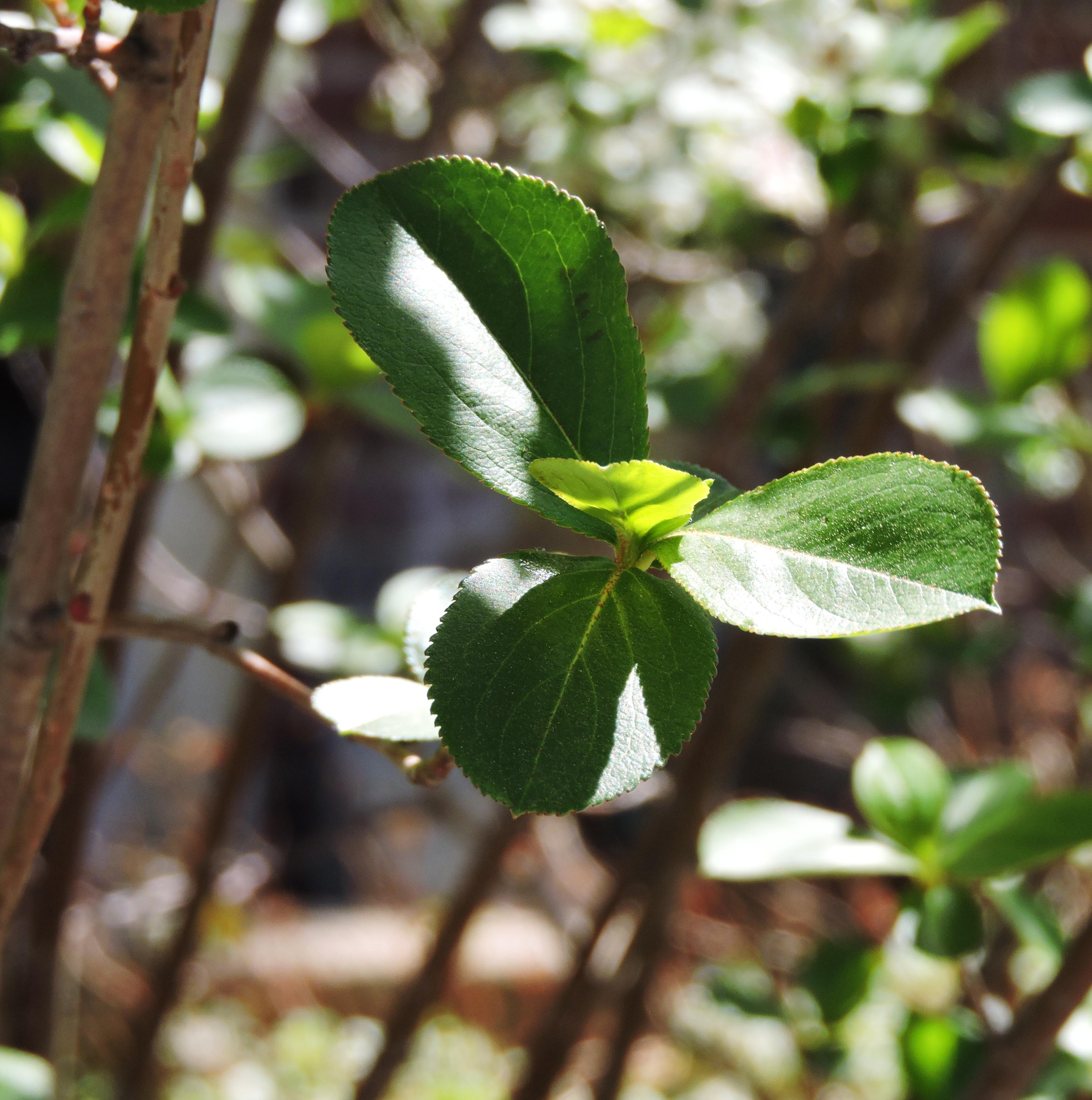 Aronia melanocarpa ‘Autumn Magic’ – Purdue Arboretum Explorer