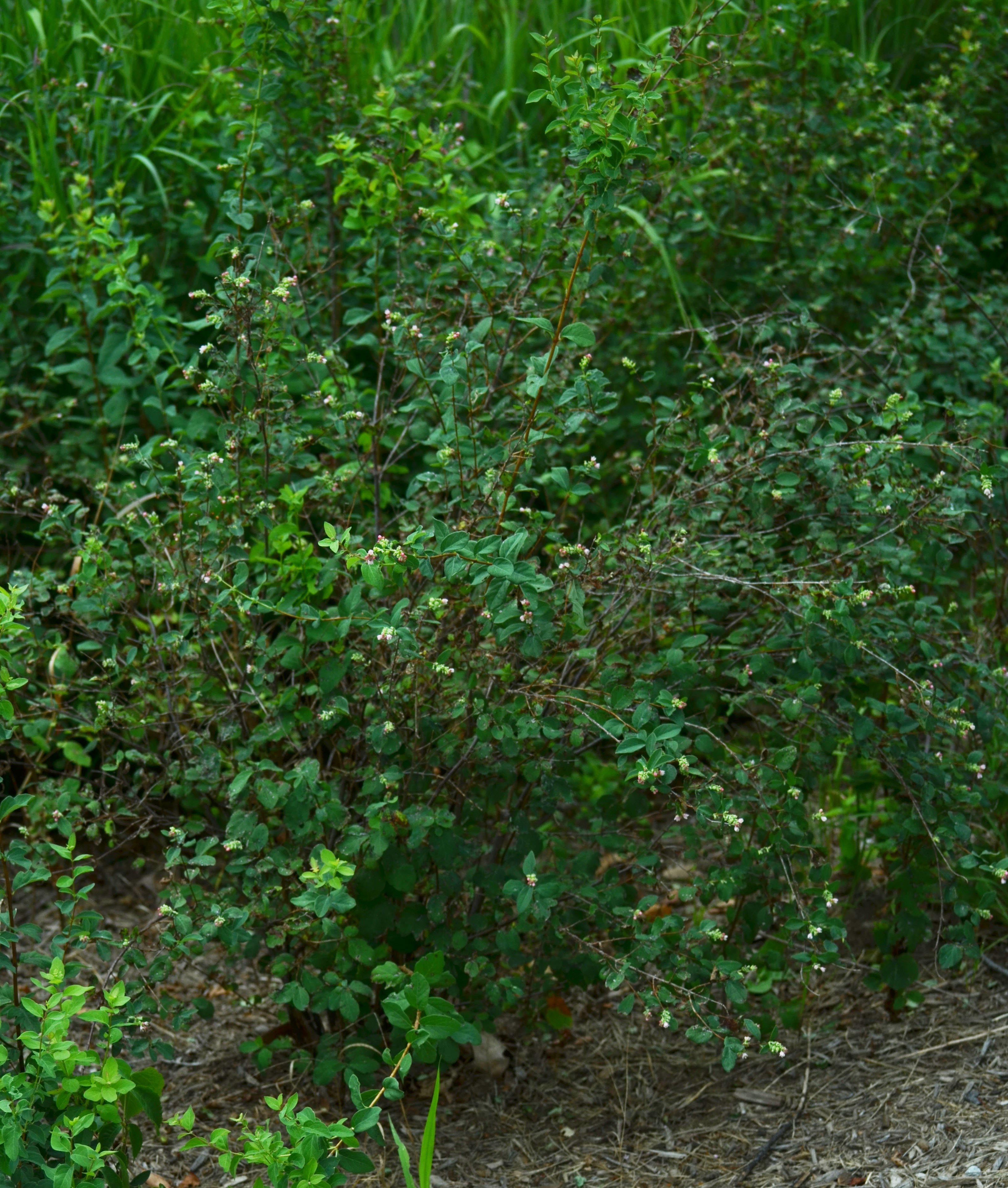 Symphoricarpos albus – Purdue Arboretum Explorer
