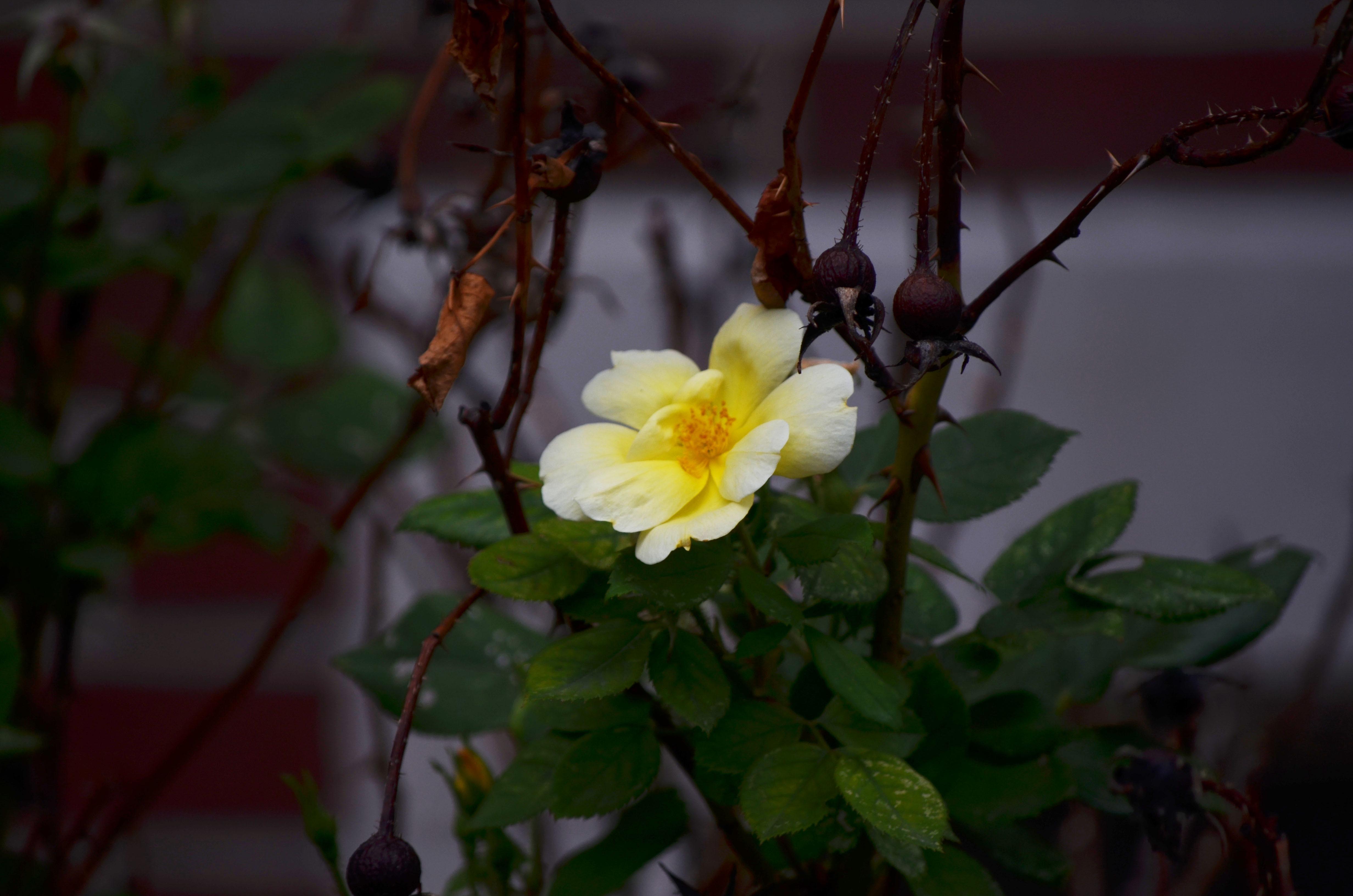 Rosa × ‘Noalesa’ [sold as Flower Carpet®] – Purdue Arboretum Explorer