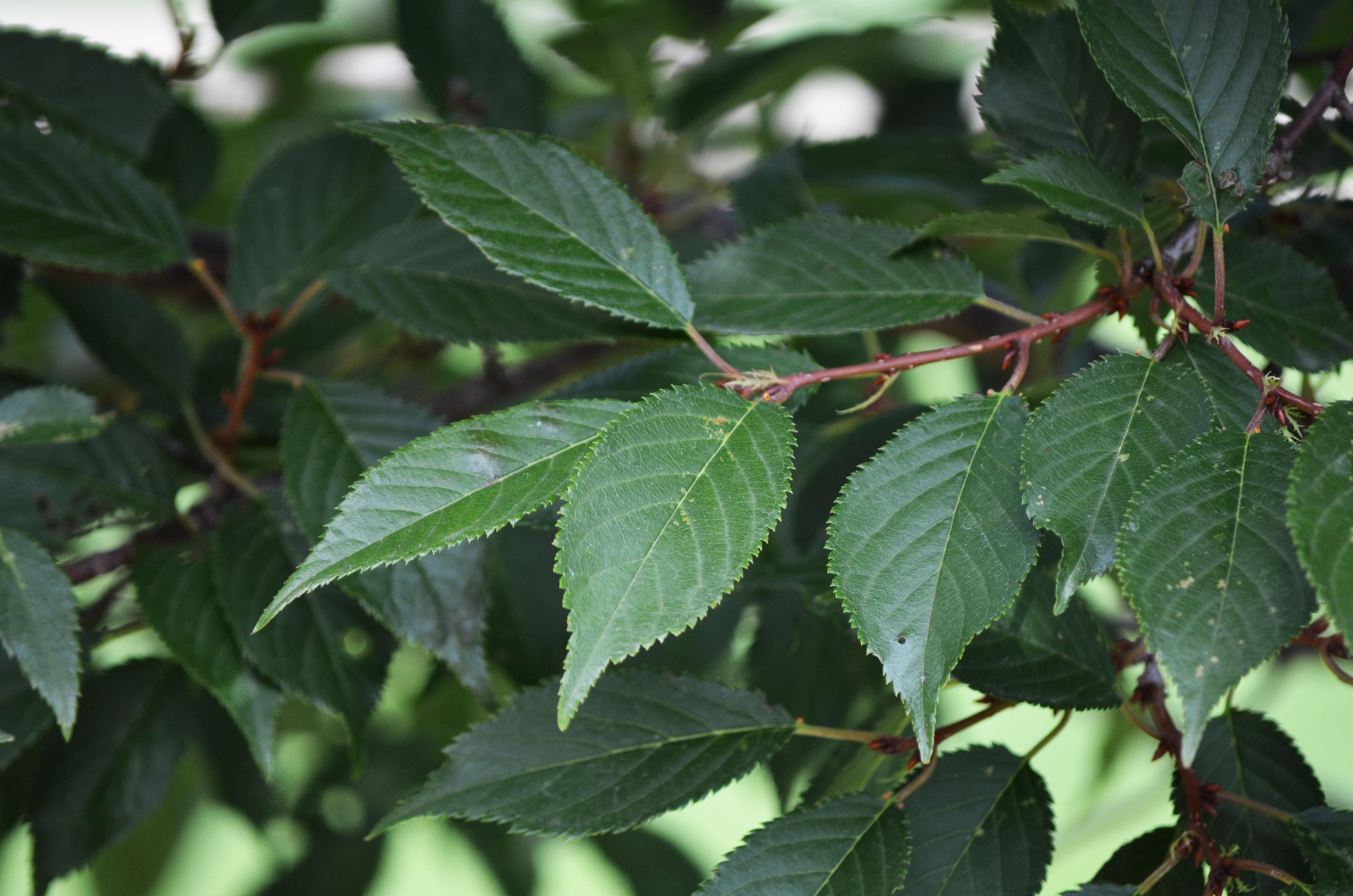 Prunus × incam ‘Okame’ – Purdue Arboretum Explorer