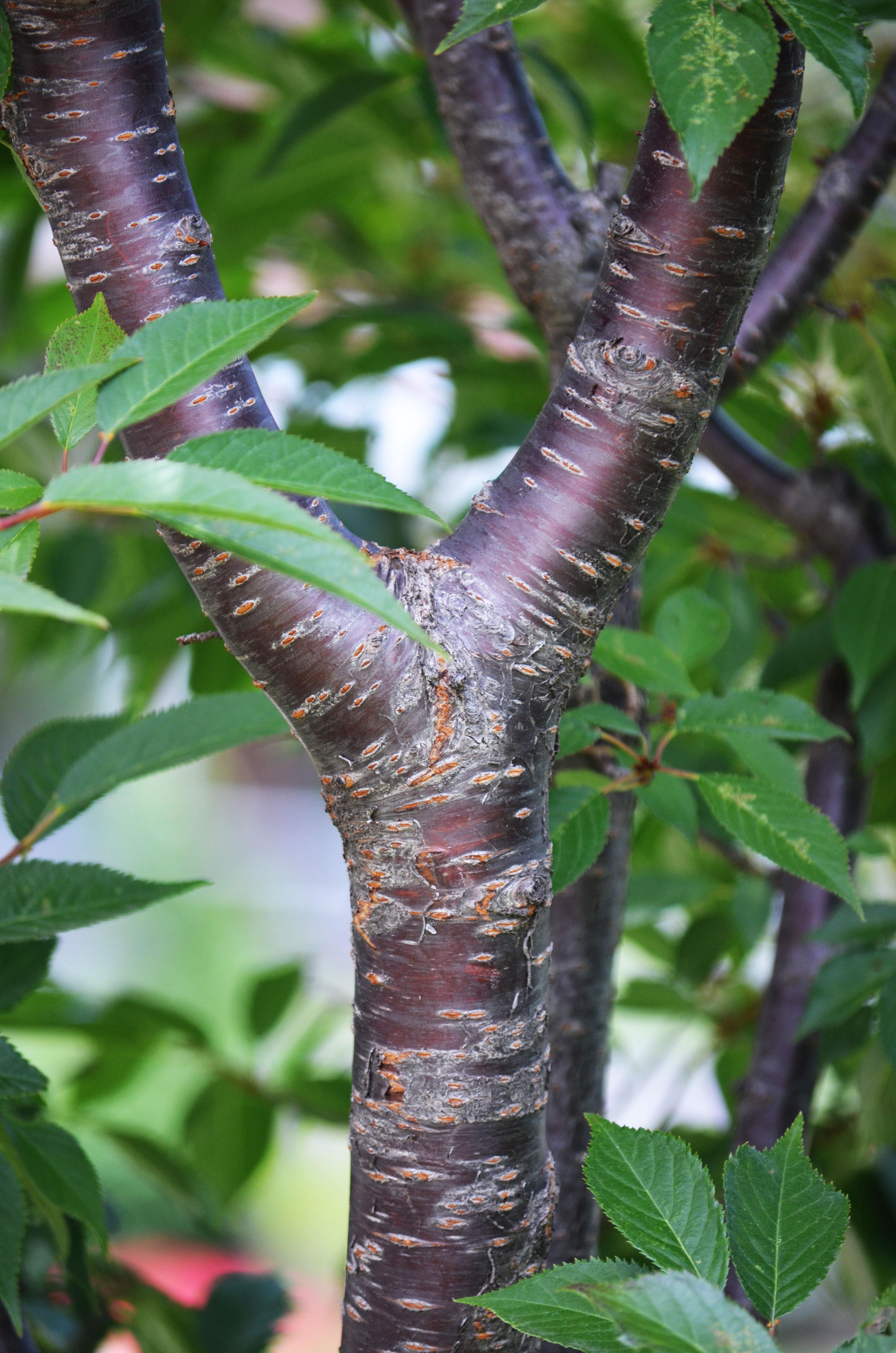 Prunus × incam ‘Okame’ – Purdue Arboretum Explorer