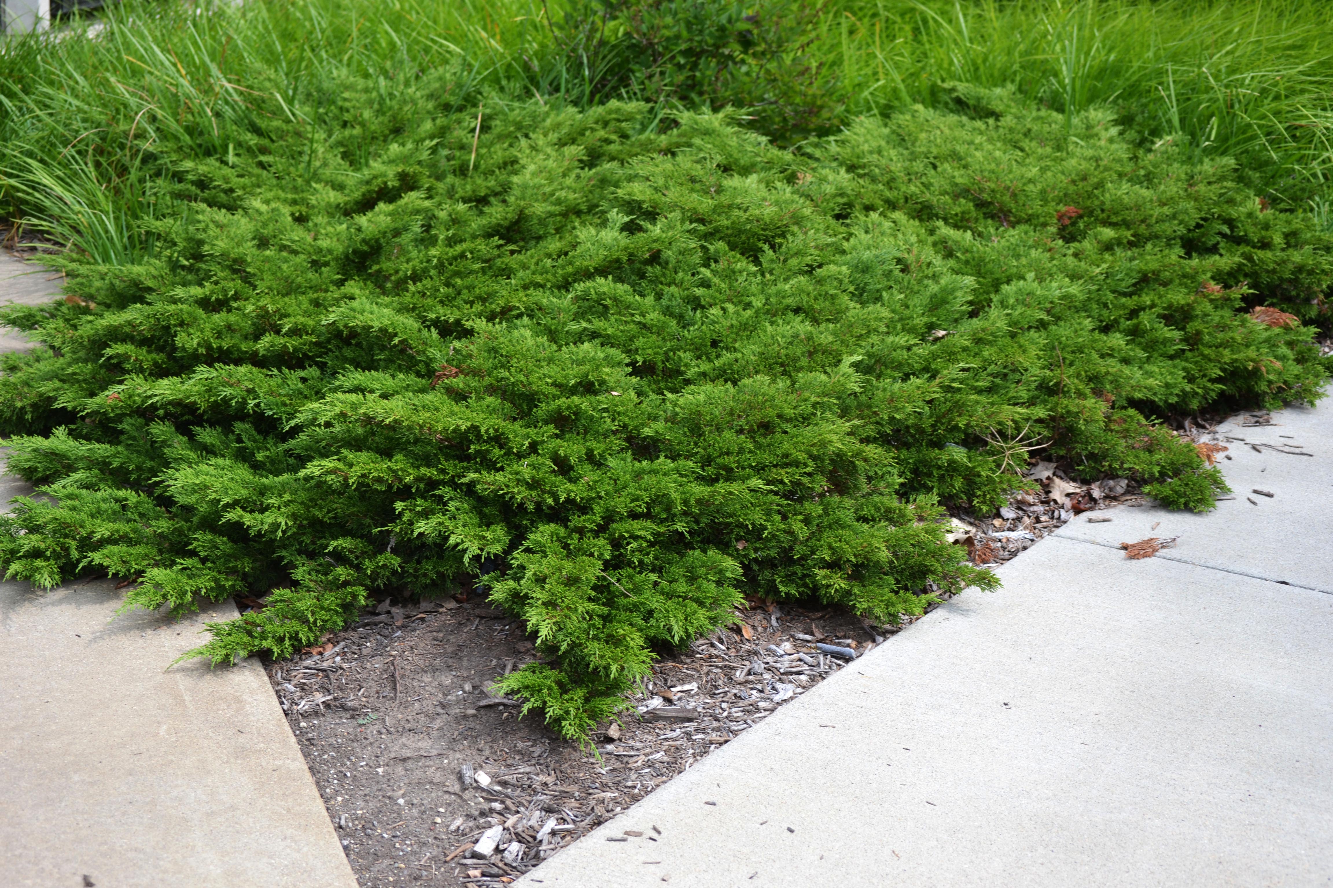 Juniperus sabina ‘Arcadia’ – Purdue Arboretum Explorer