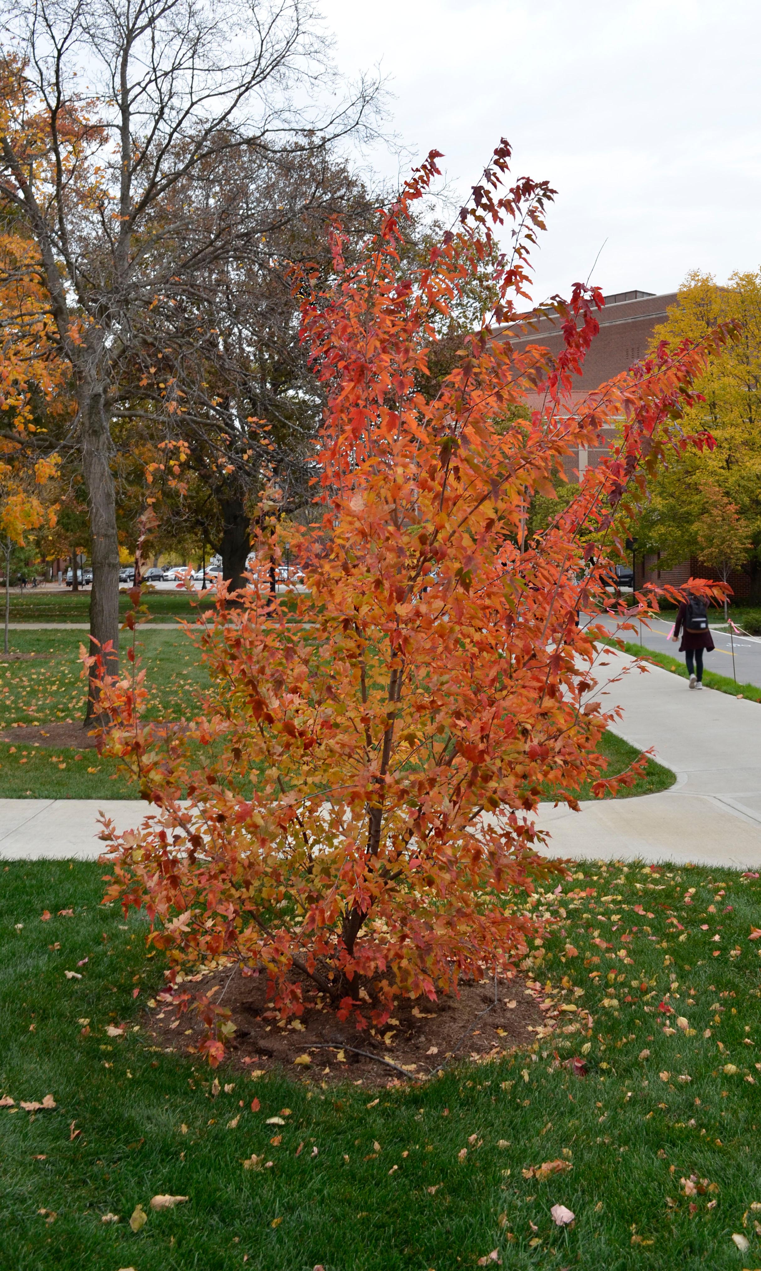Acer tataricum ssp. ginnala ‘Flame’ – Purdue Arboretum Explorer