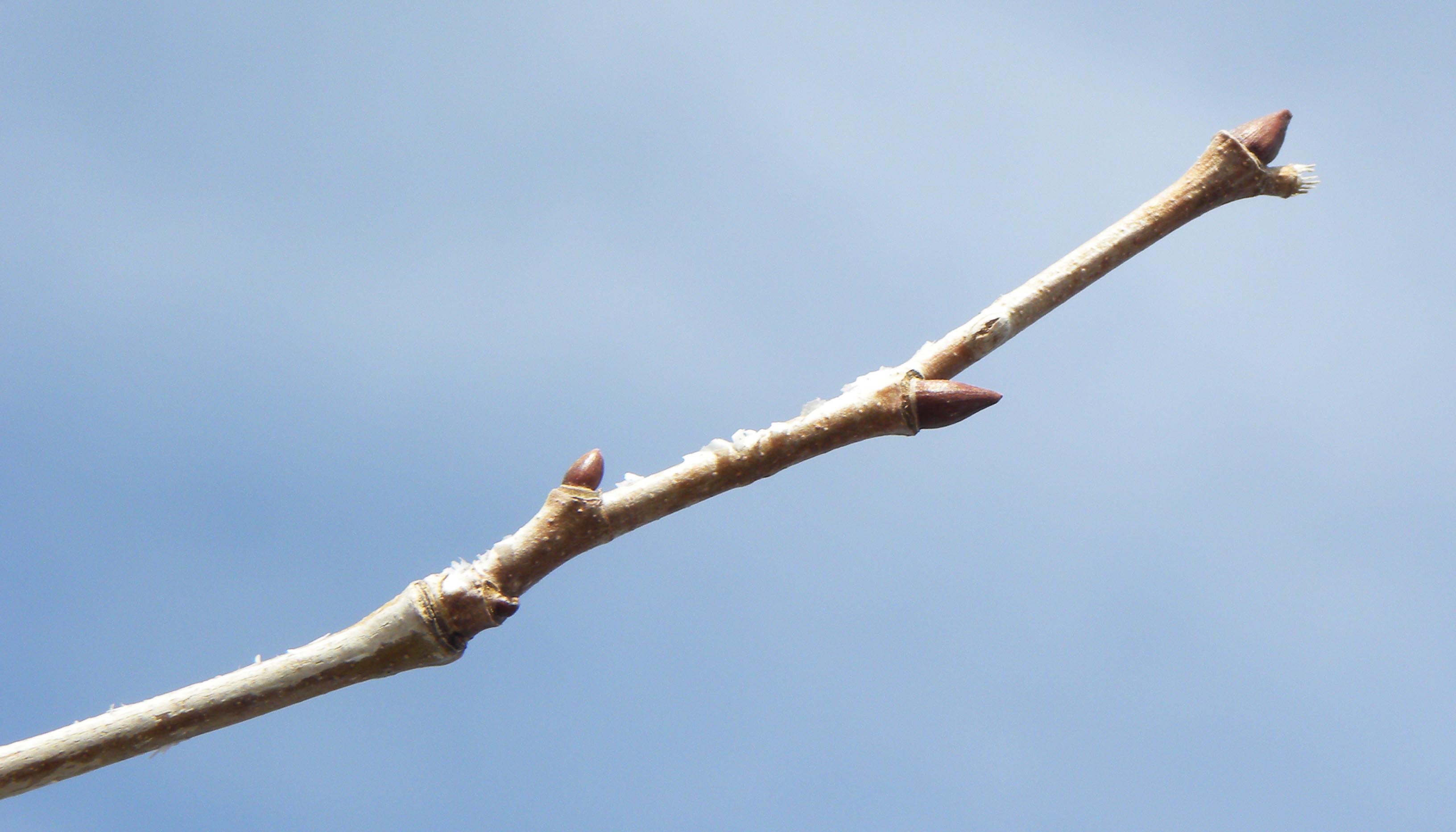 Platanus × acerifolia – Purdue Arboretum Explorer