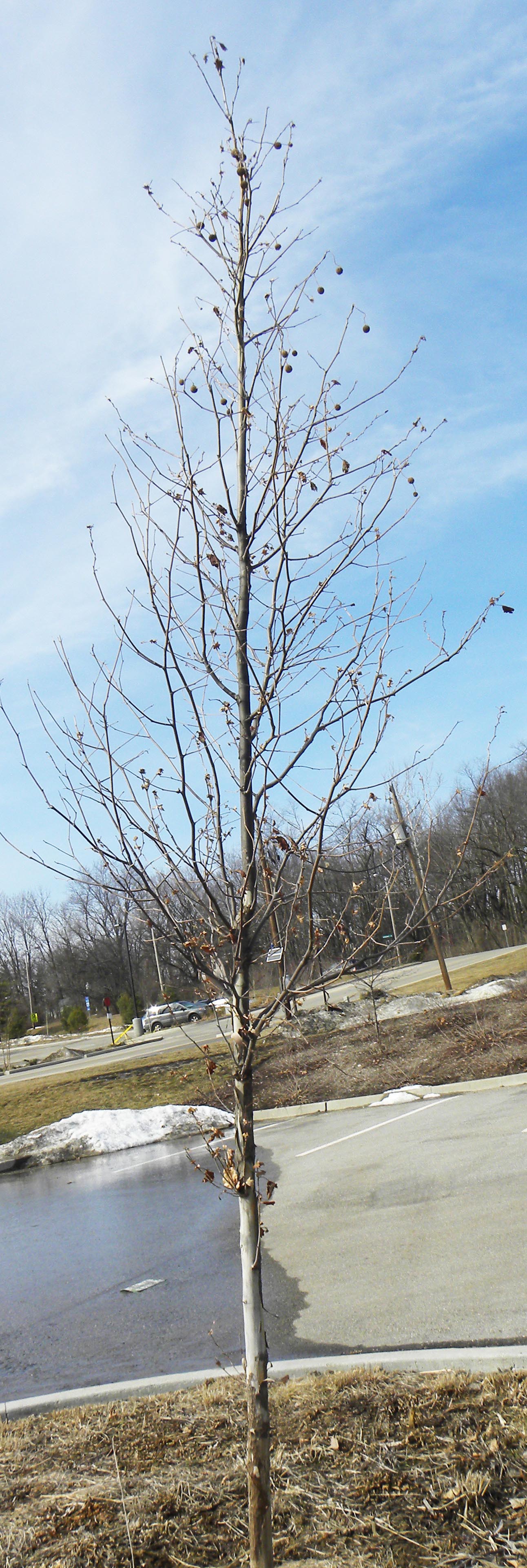 Platanus × acerifolia – Purdue Arboretum Explorer