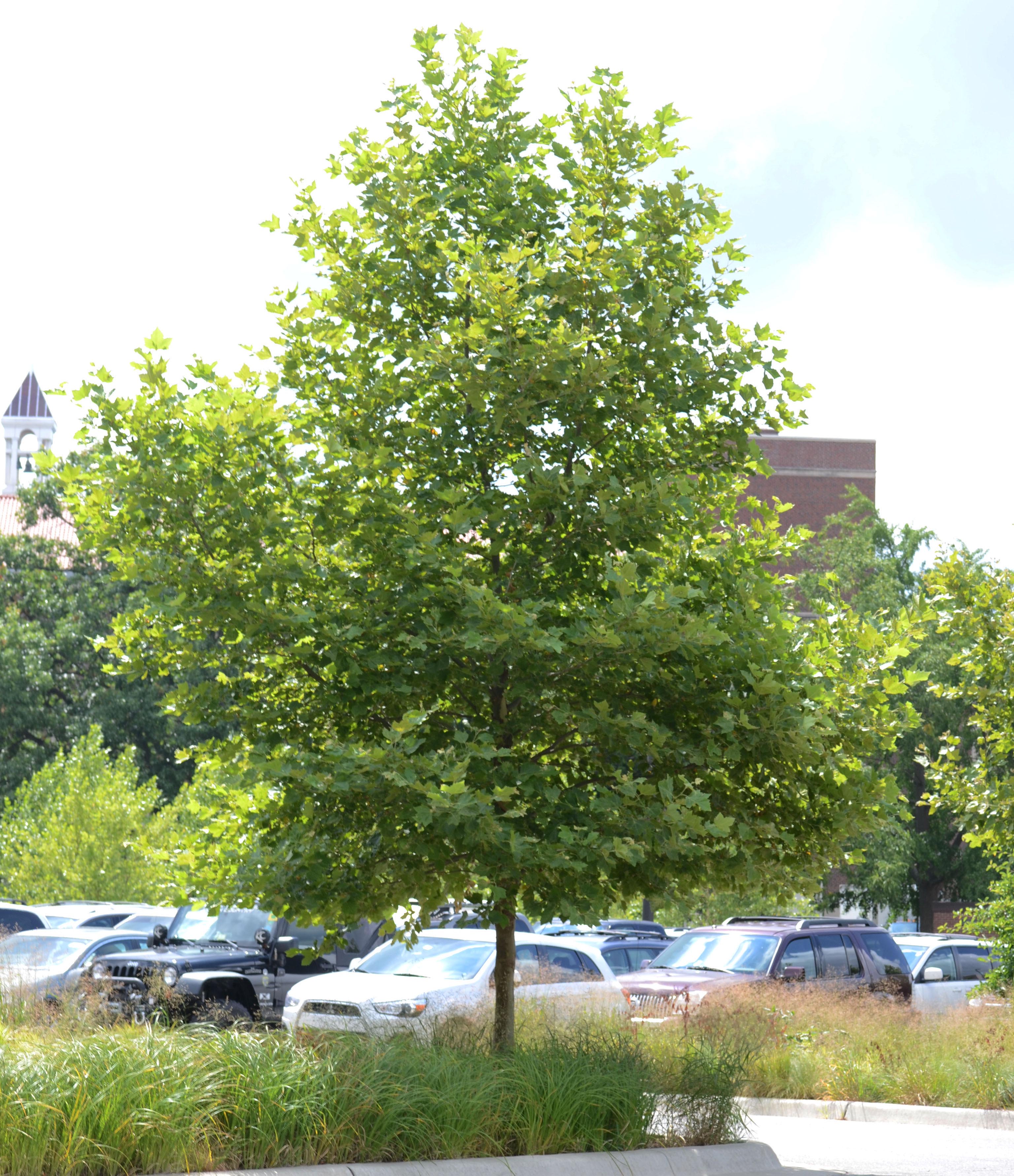 Platanus × acerifolia – Purdue Arboretum Explorer