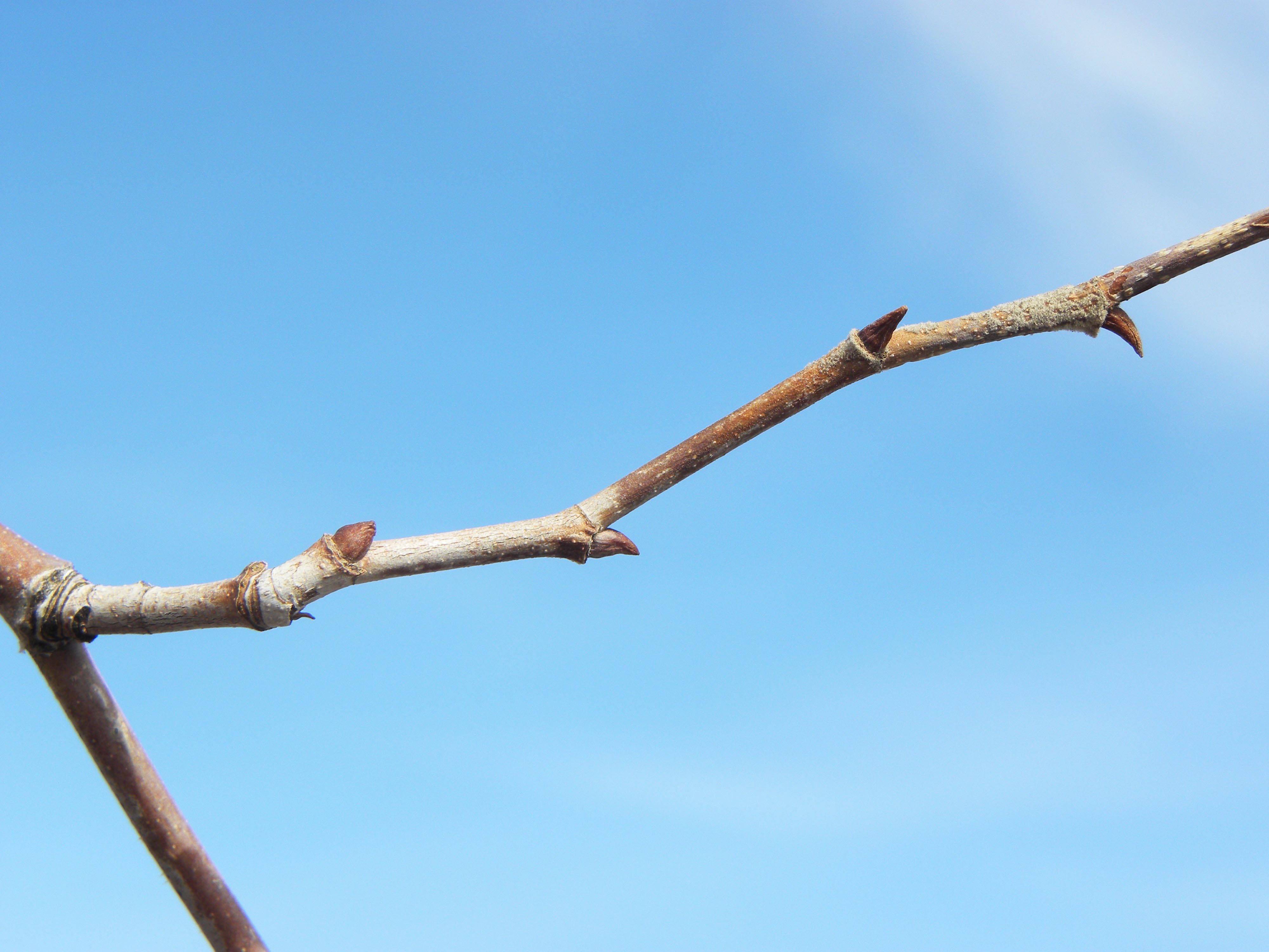 Platanus × acerifolia – Purdue Arboretum Explorer
