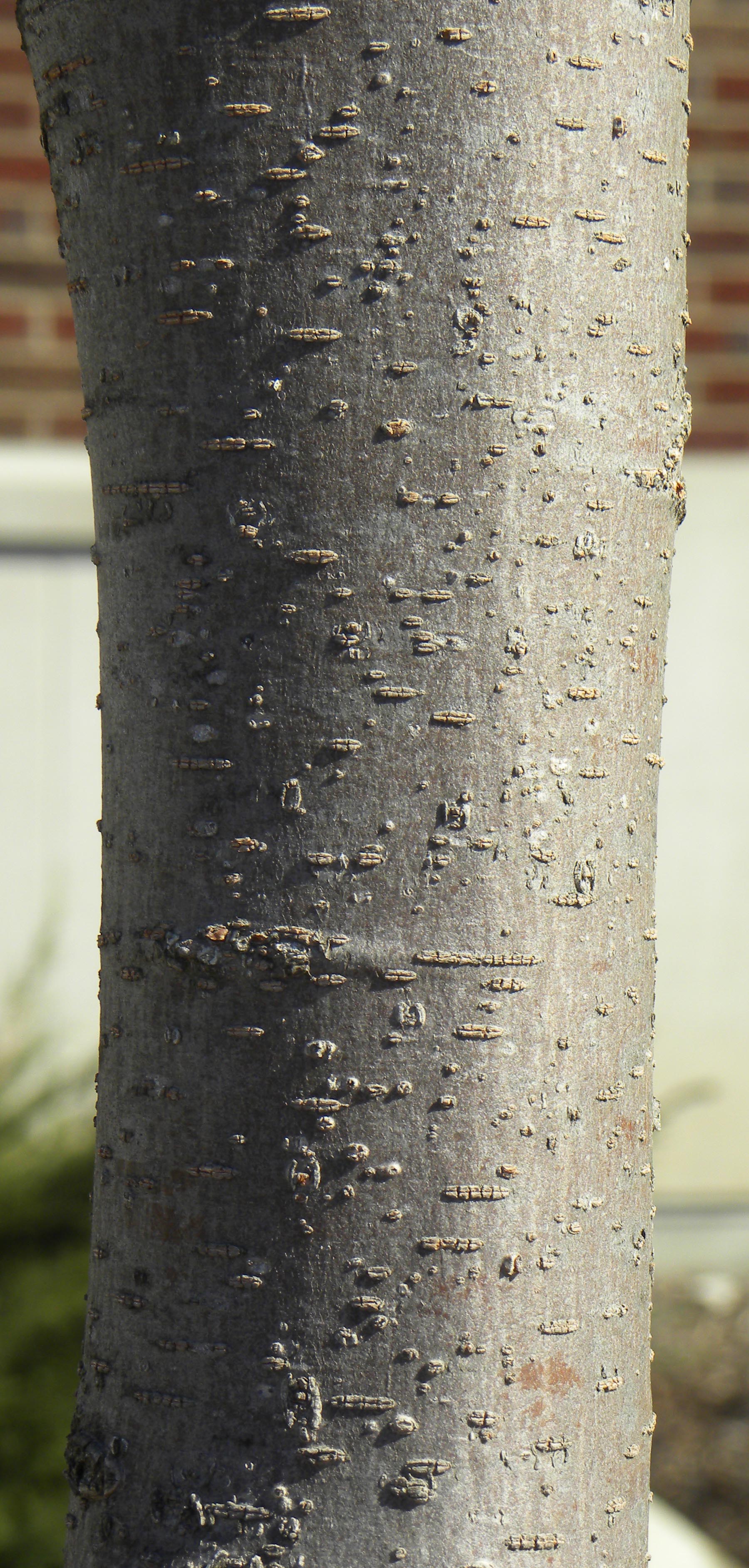 Zelkova serrata ‘Musashino’ – Purdue Arboretum Explorer