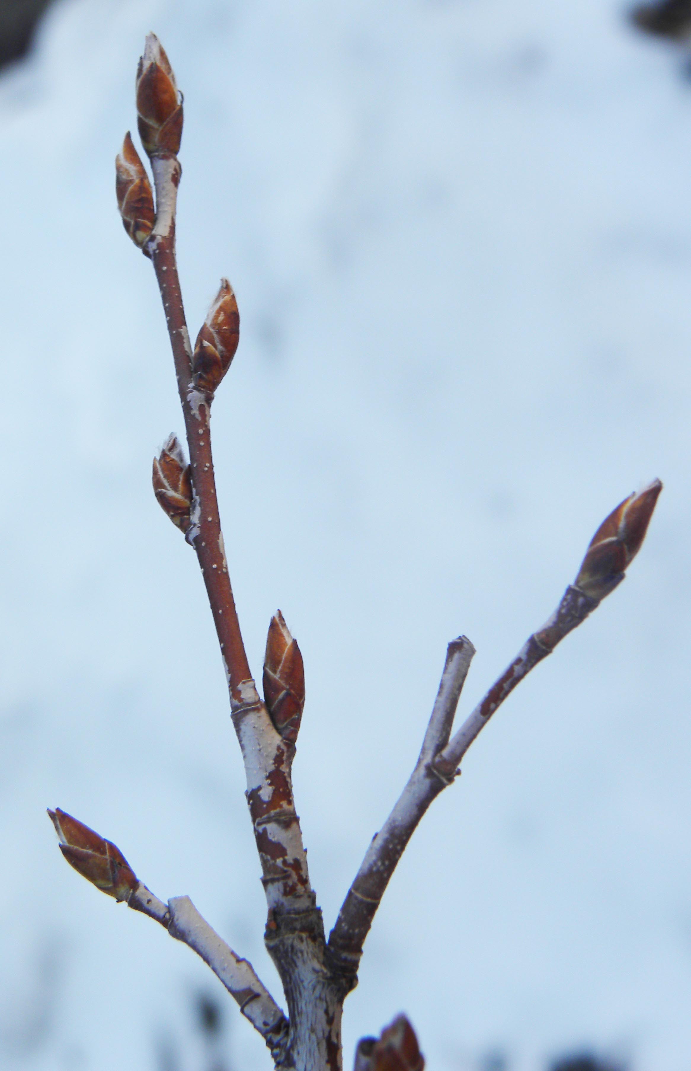 Amelanchier canadensis ‘Glenn Form’ [sold as Rainbow Pillar®] – Purdue ...