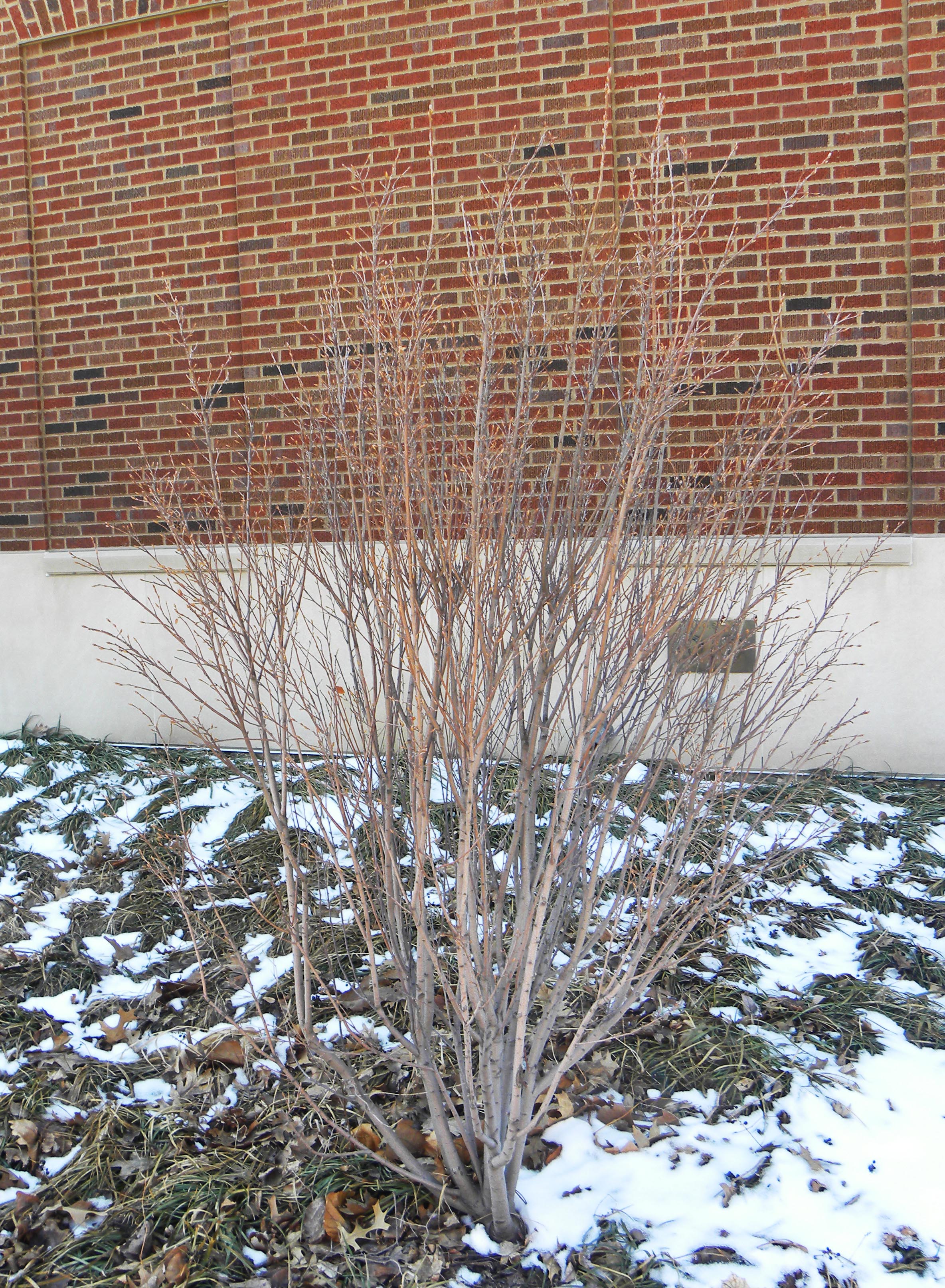 Amelanchier canadensis ‘Glenn Form’ [sold as Rainbow Pillar®] – Purdue ...