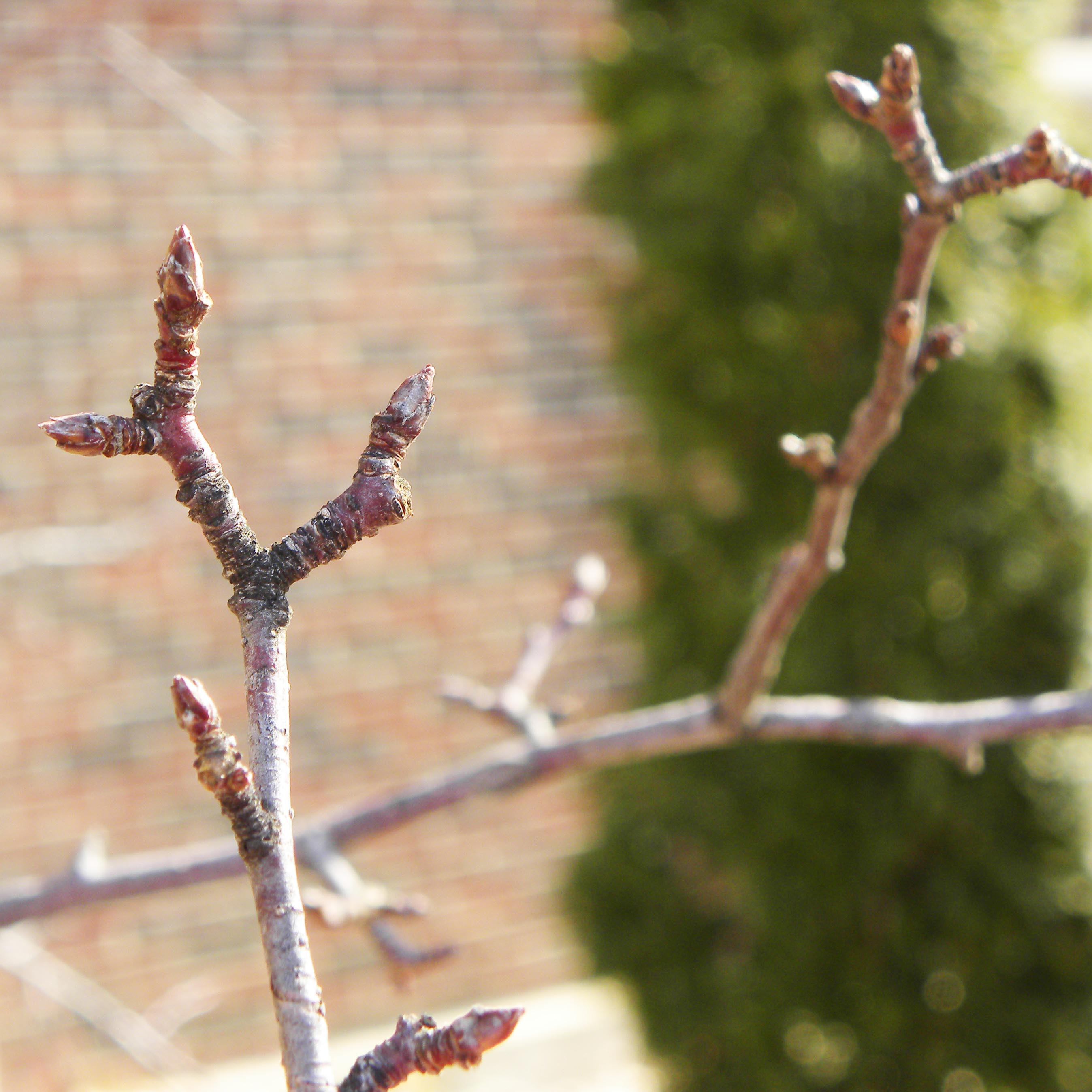 Malus transitoria – Purdue Arboretum Explorer