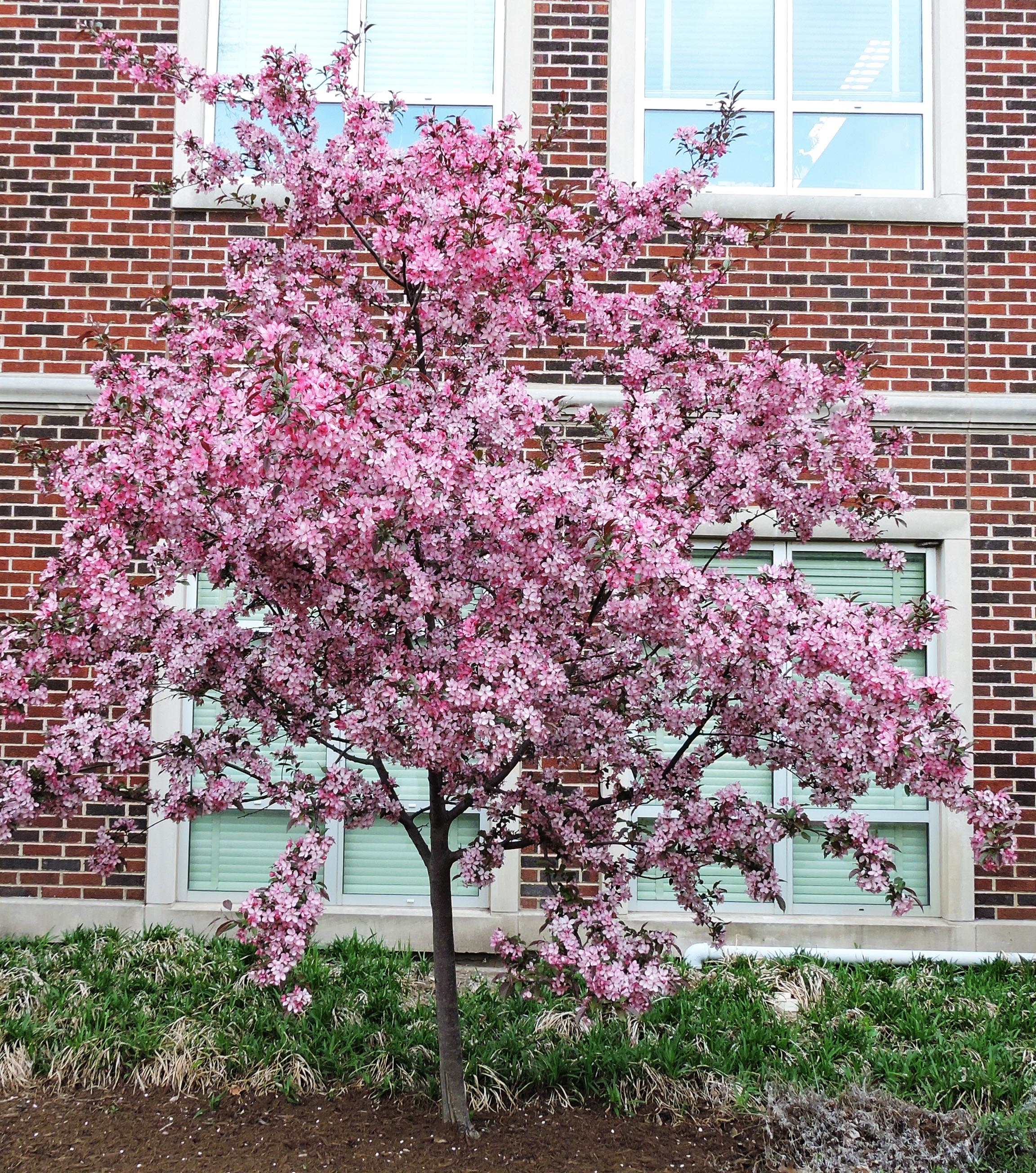Malus transitoria – Purdue Arboretum Explorer