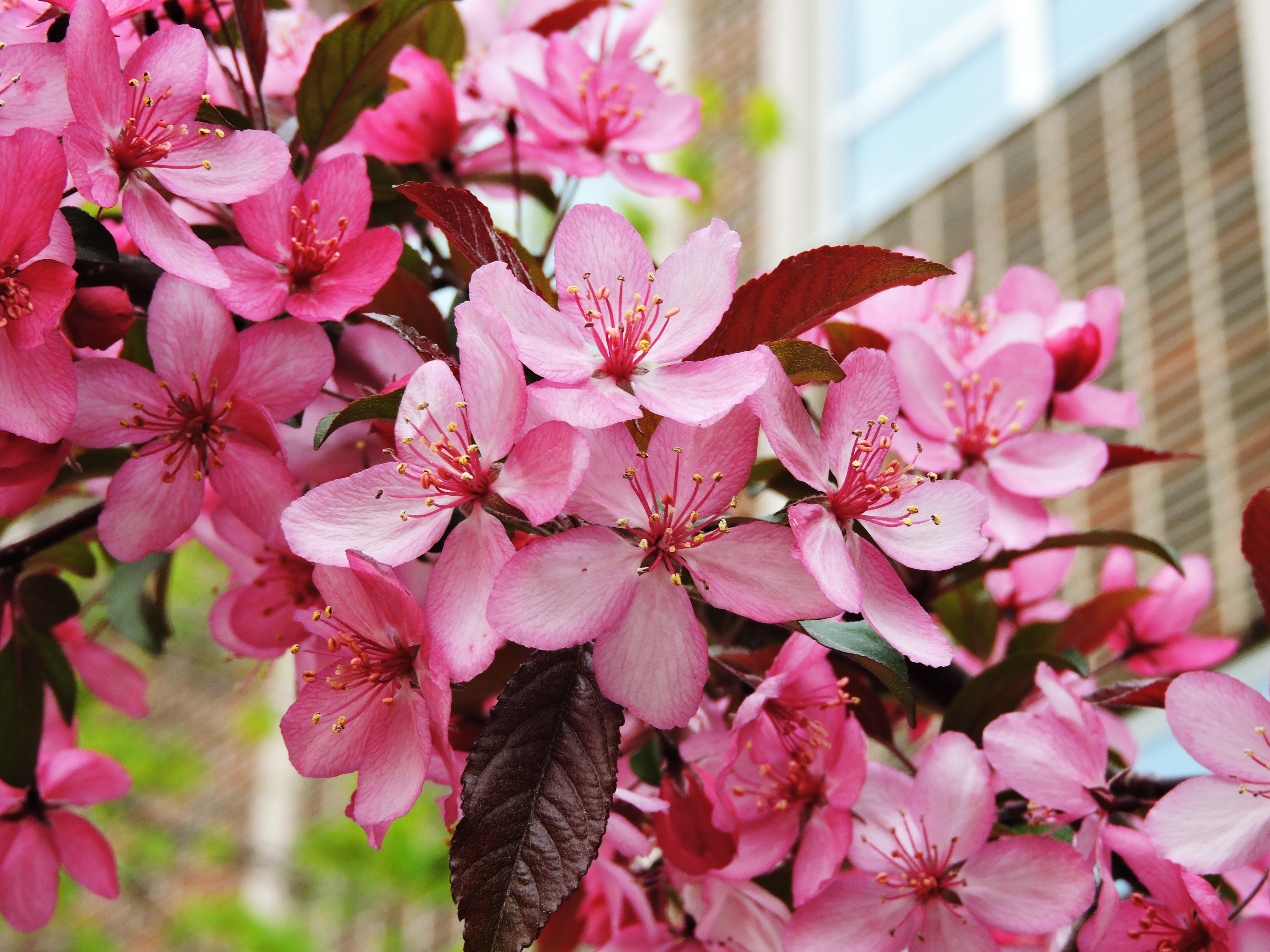 Malus transitoria – Purdue Arboretum Explorer