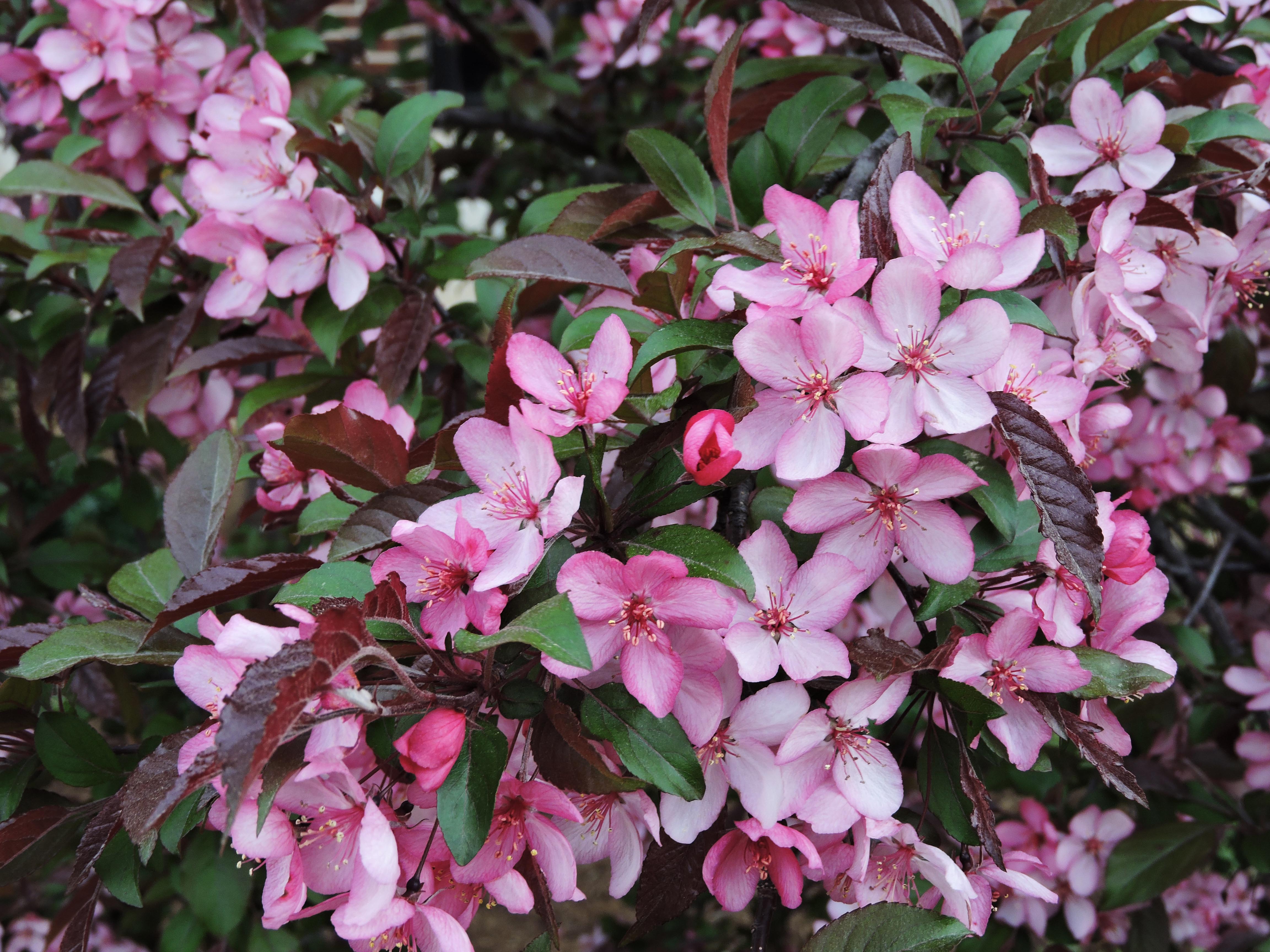 Malus transitoria – Purdue Arboretum Explorer