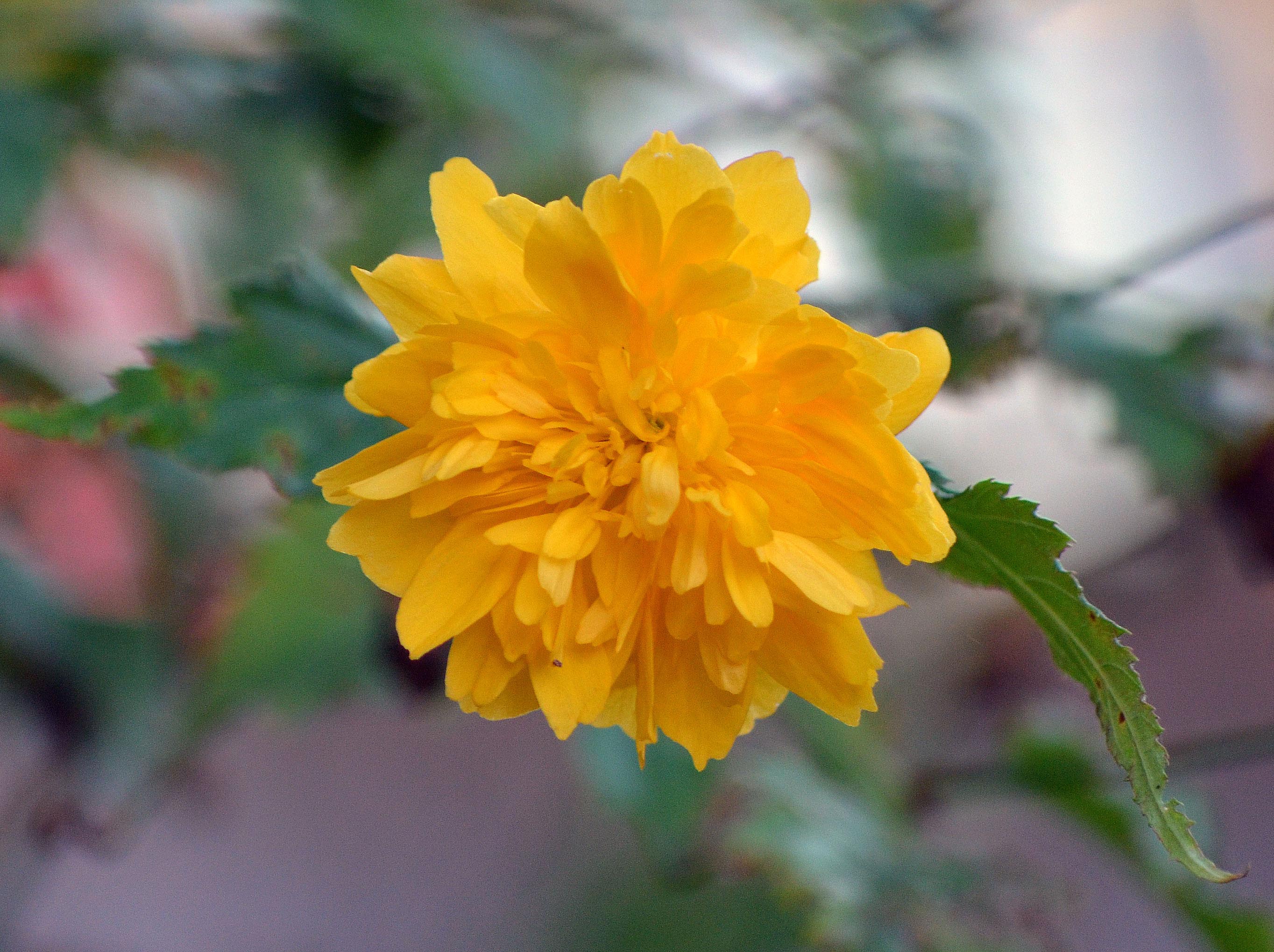 Kerria japonica ‘Pleniflora’ – Purdue Arboretum Explorer