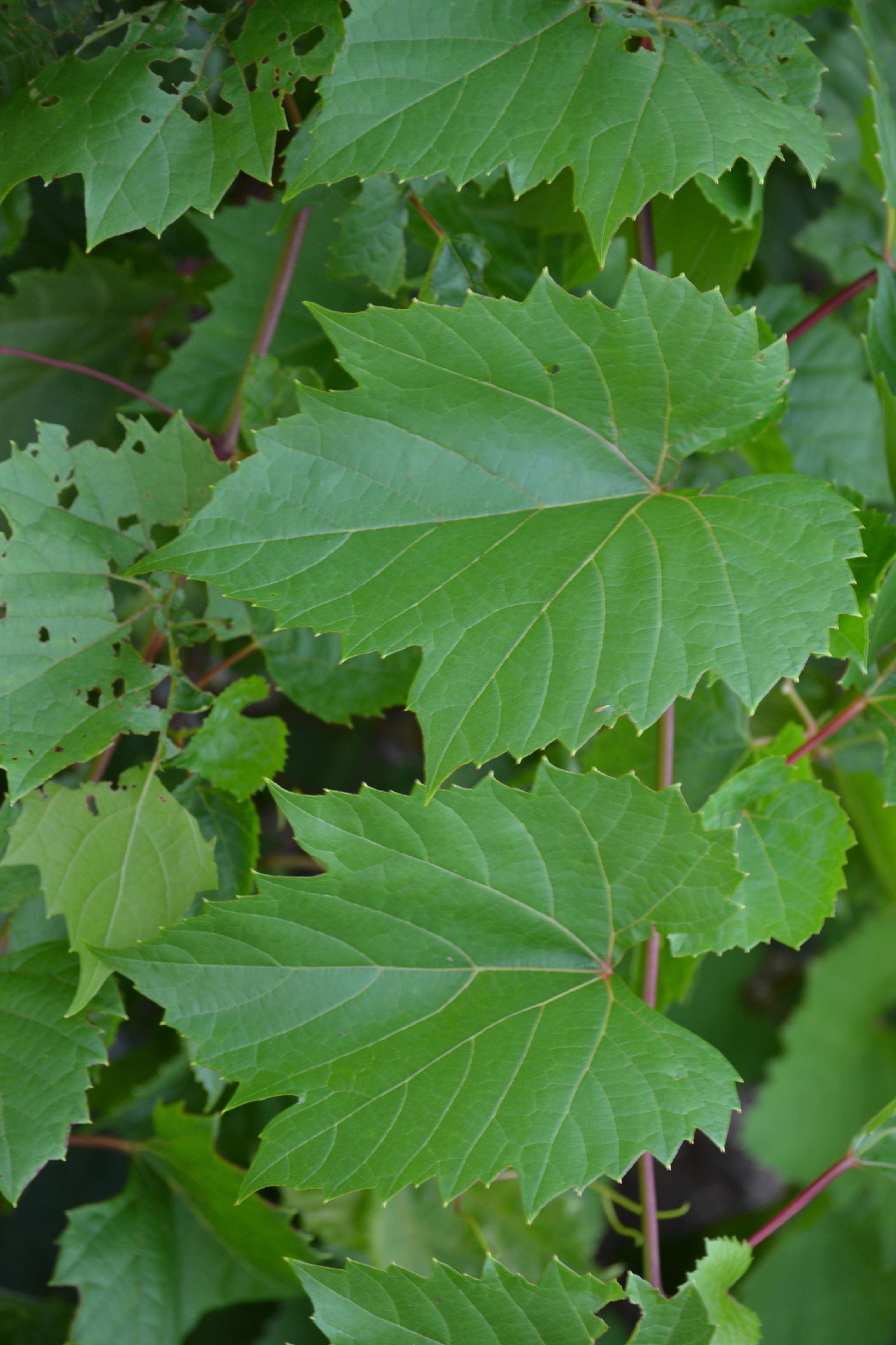 Vitis × ‘Frontenac gris’ – Purdue Arboretum Explorer