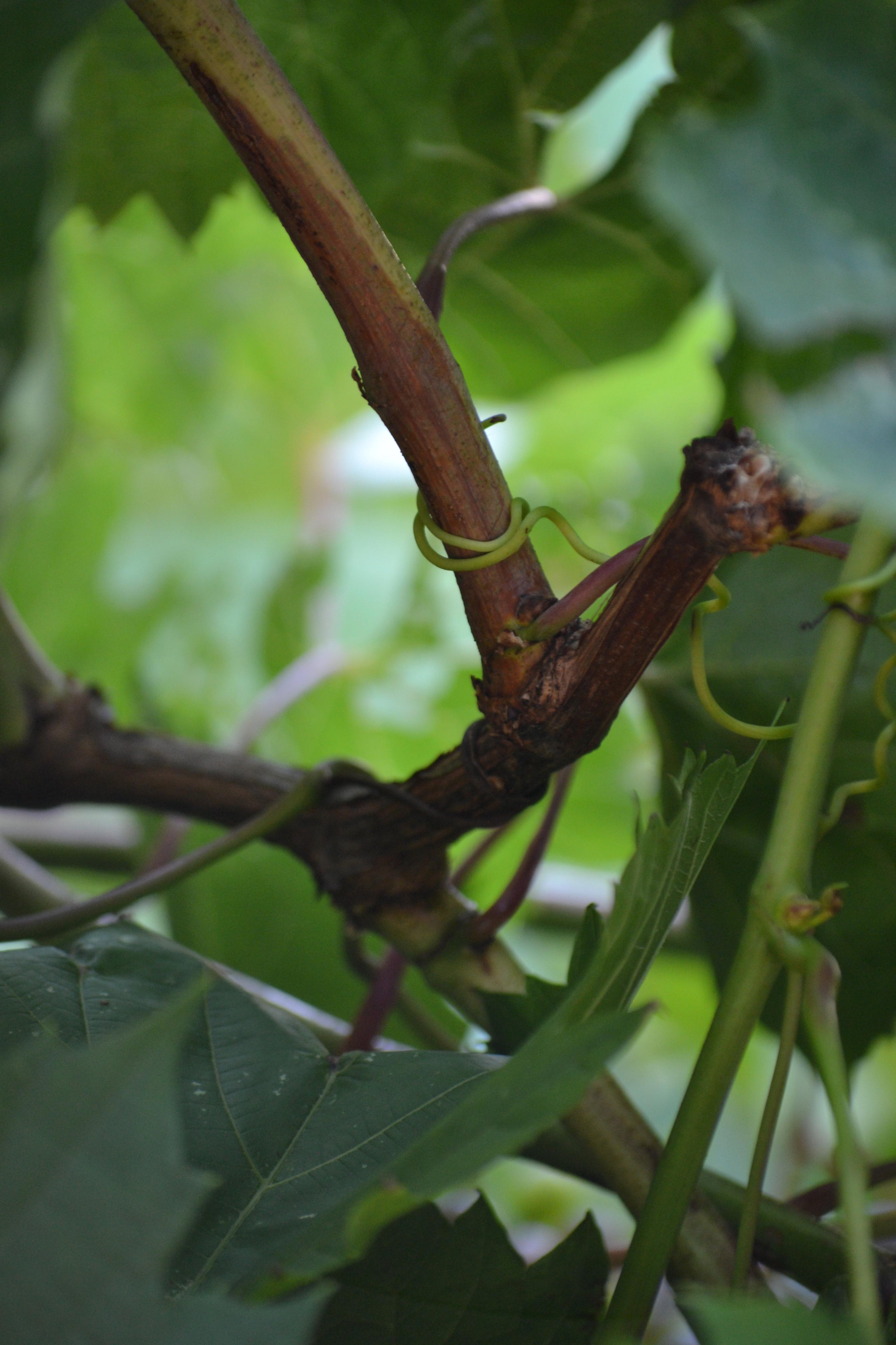 Vitis × ‘Frontenac gris’ – Purdue Arboretum Explorer