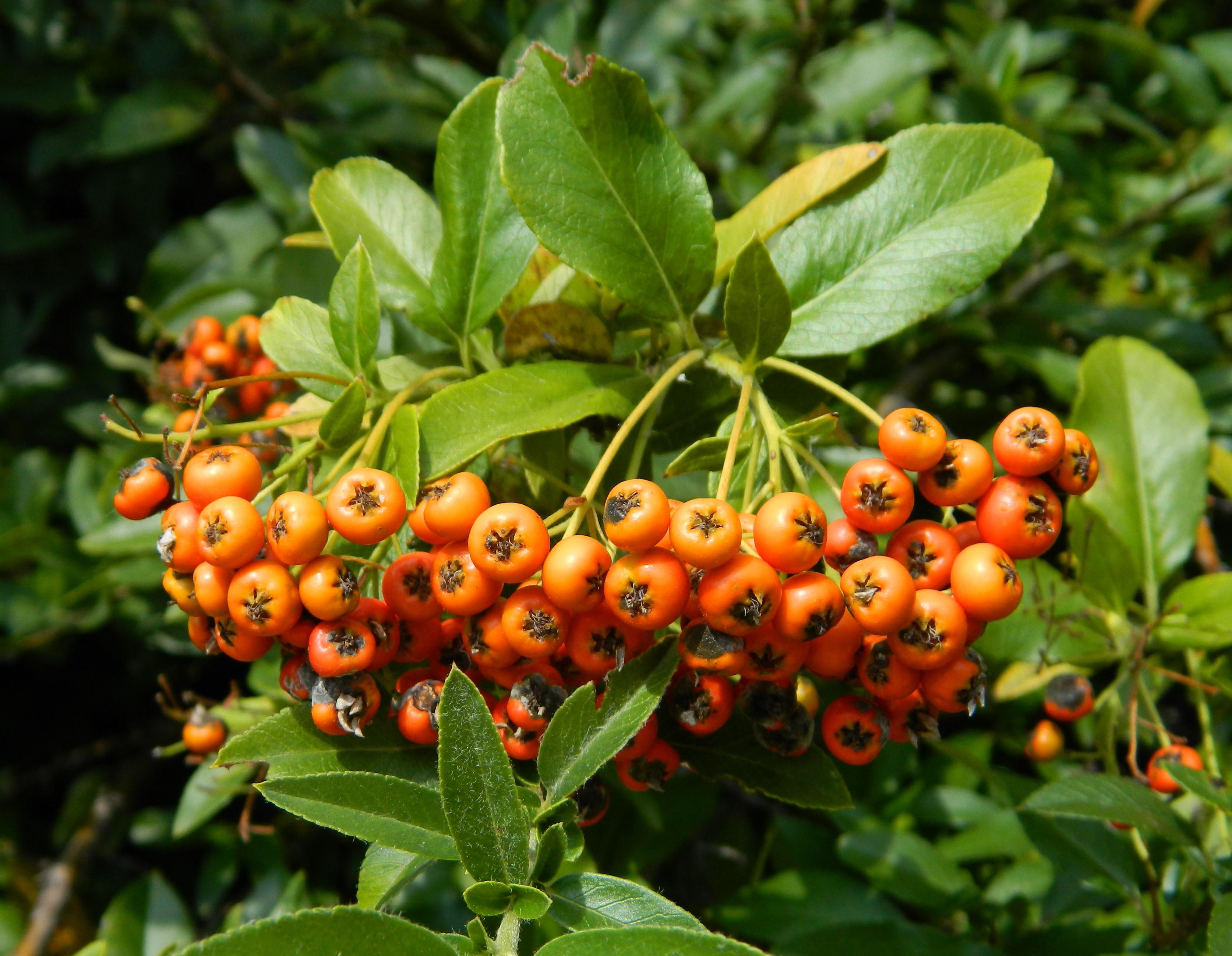 Pyracantha coccinea ‘Lalandei’ – Purdue Arboretum Explorer