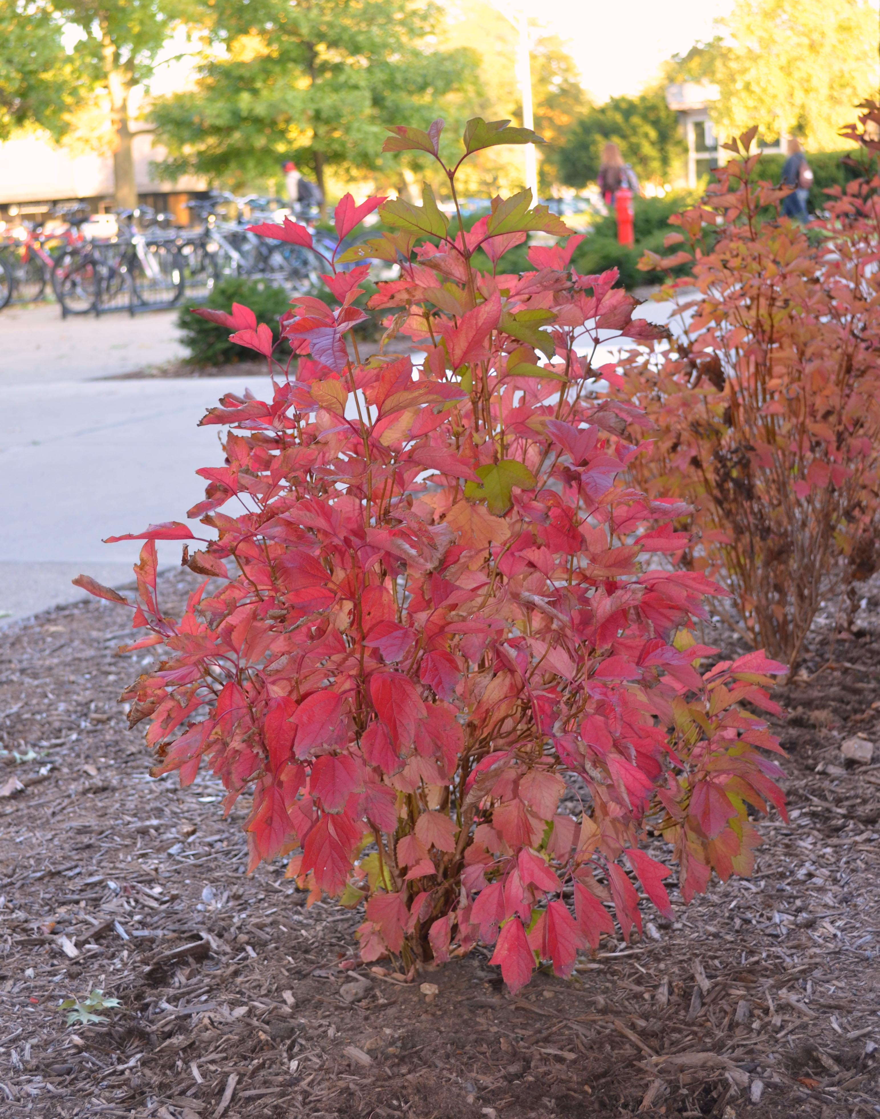 Viburnum trilobum ‘Alfredo’ – Purdue Arboretum Explorer