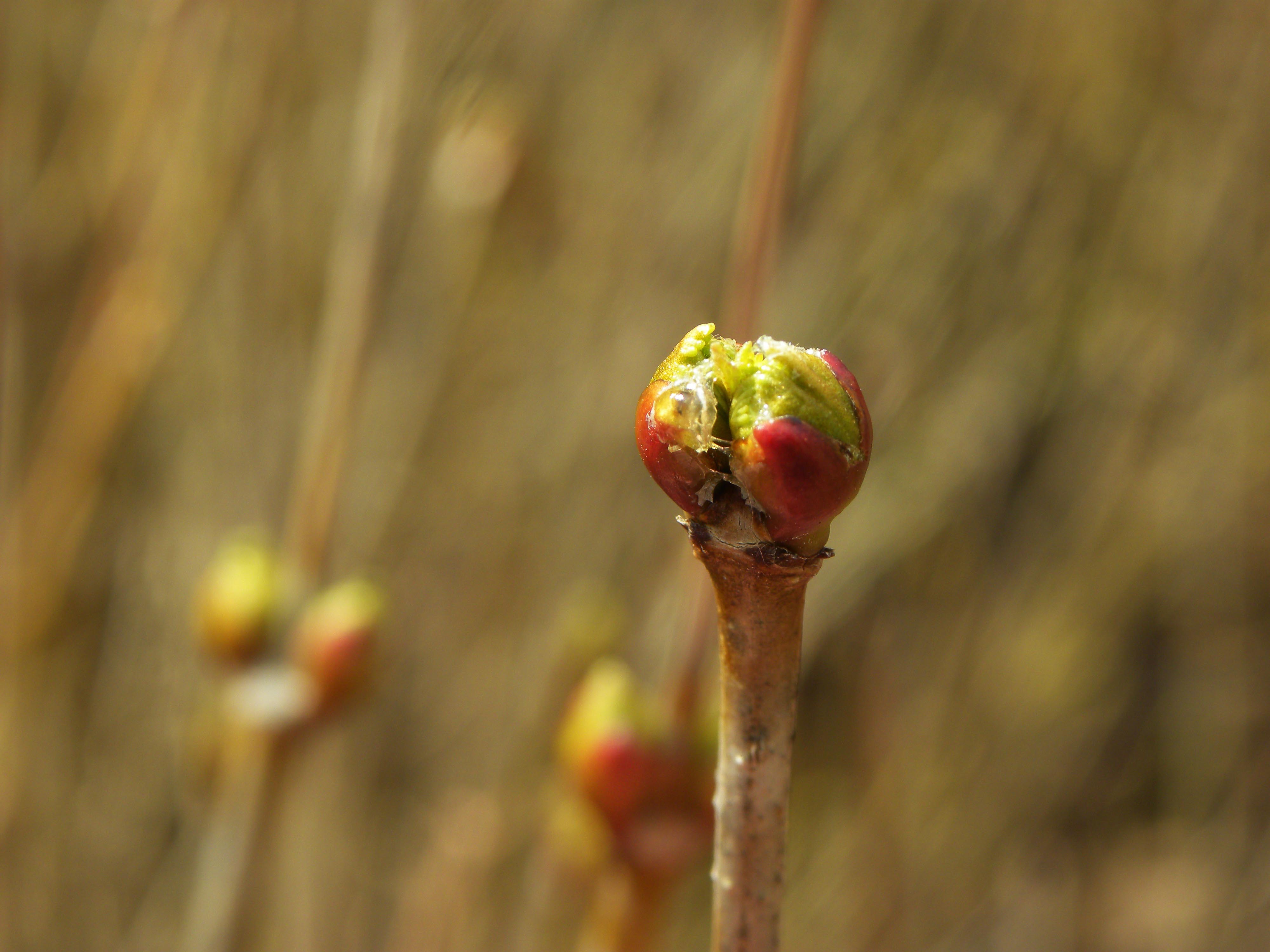 Viburnum trilobum ‘Alfredo’ – Purdue Arboretum Explorer