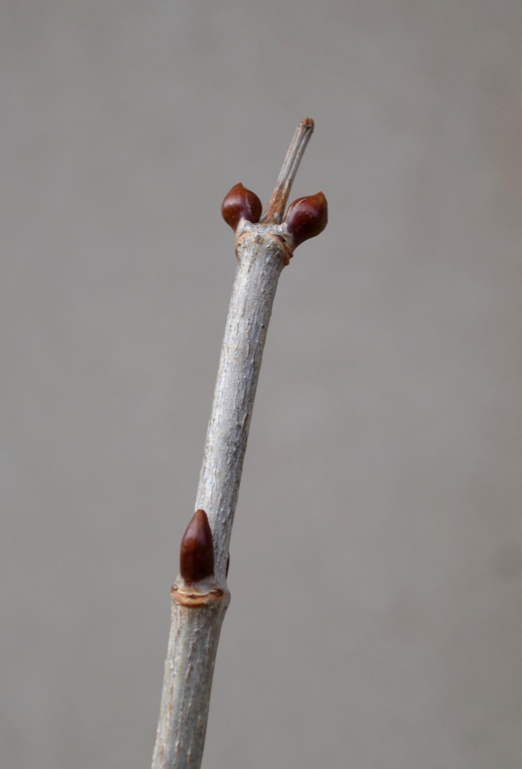 Viburnum trilobum ‘Alfredo’ – Purdue Arboretum Explorer